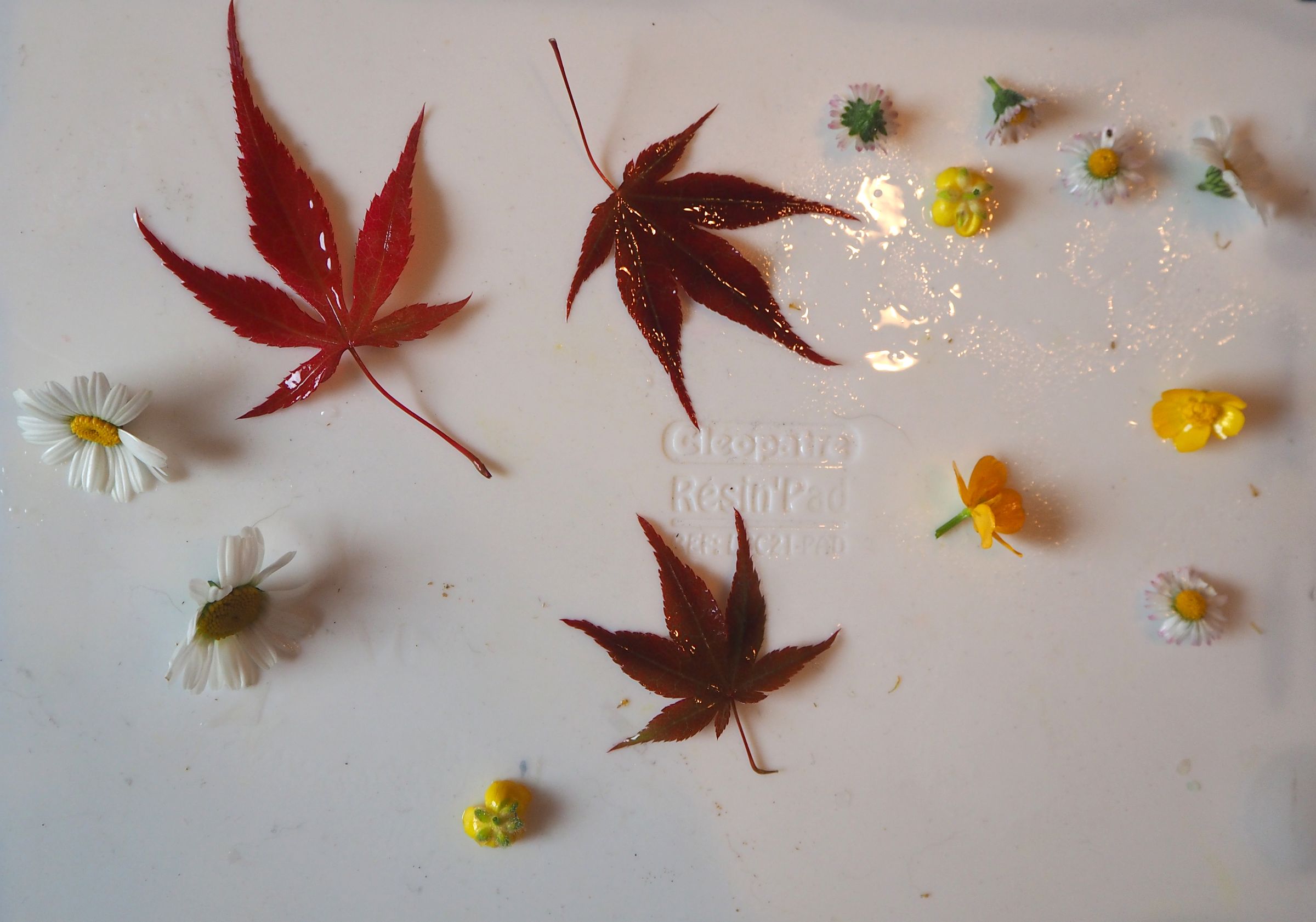 Techniques to Embed Flowers in Resin : 12 Steps (with Pictures ...