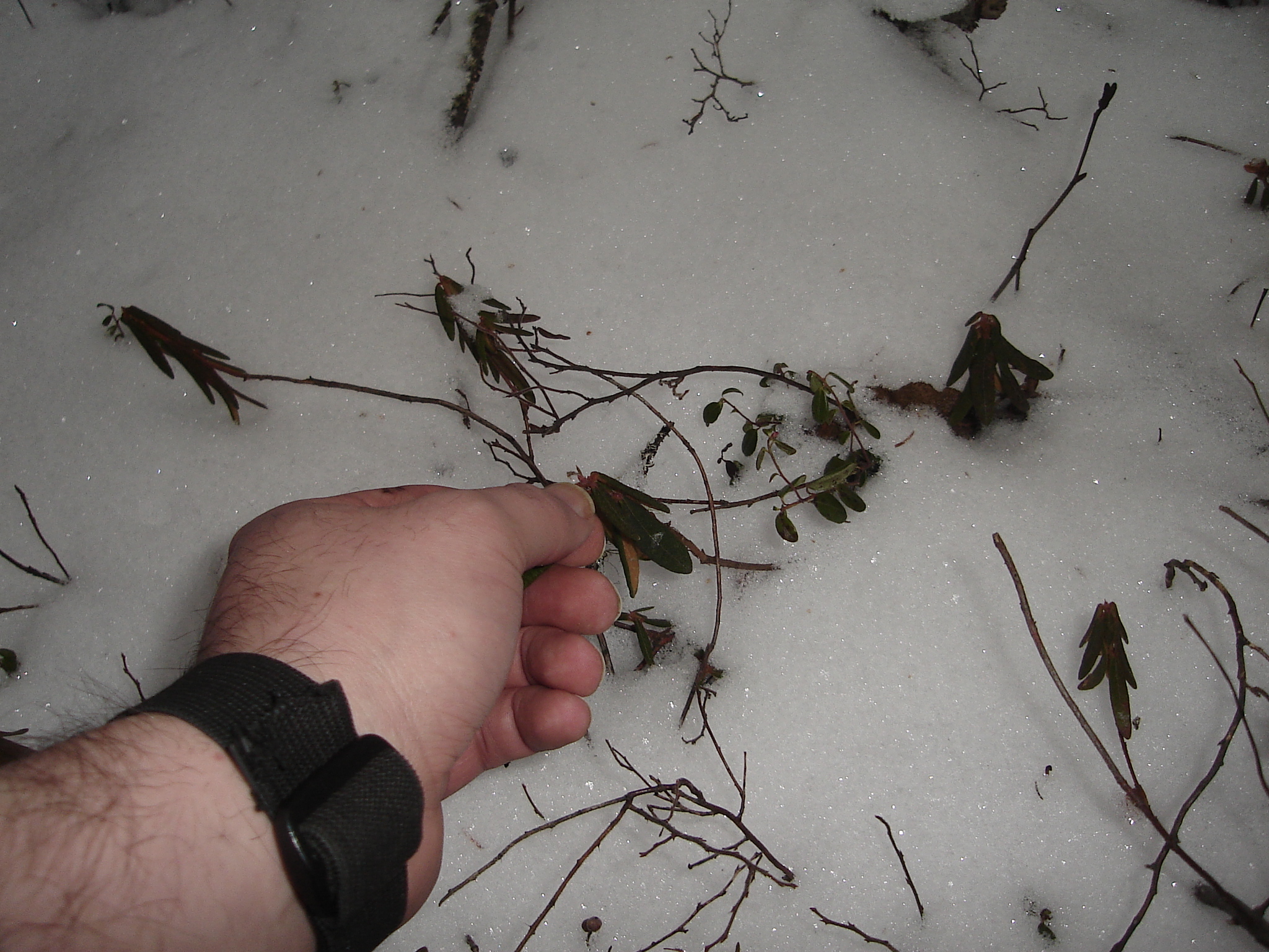 Labrador Tea : 5 Steps - Instructables