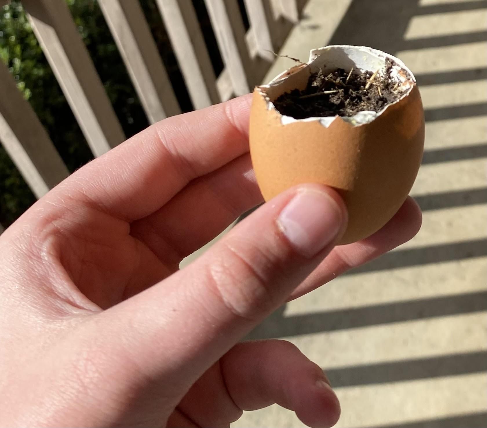 Egg Shell Seed/Seedling Self Fertilizing Planting Pot : 3 Steps (with ...