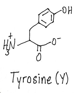 How to Draw Peptide Chains : 18 Steps (with Pictures) - Instructables