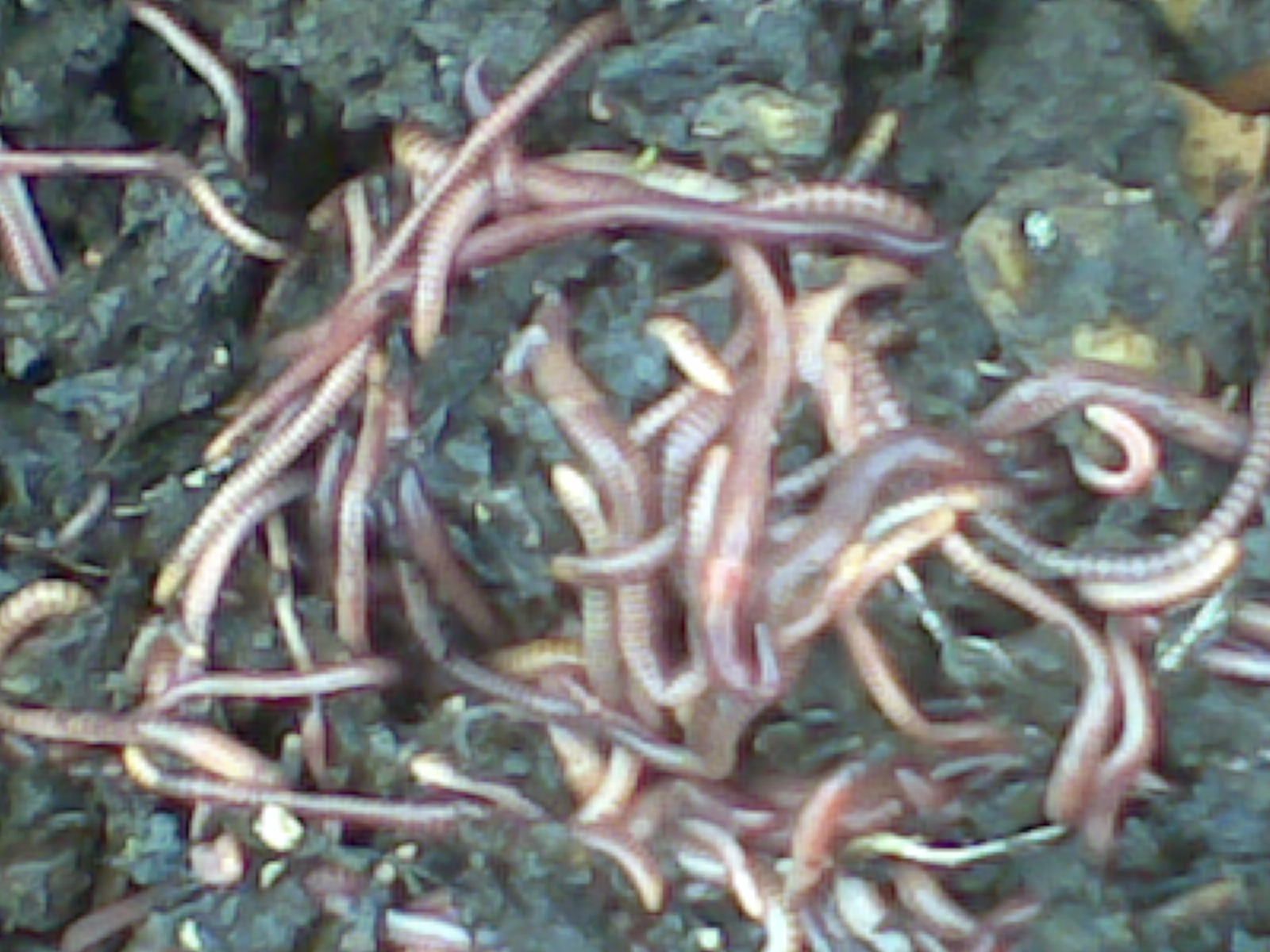 Worm Farm : 6 Steps - Instructables