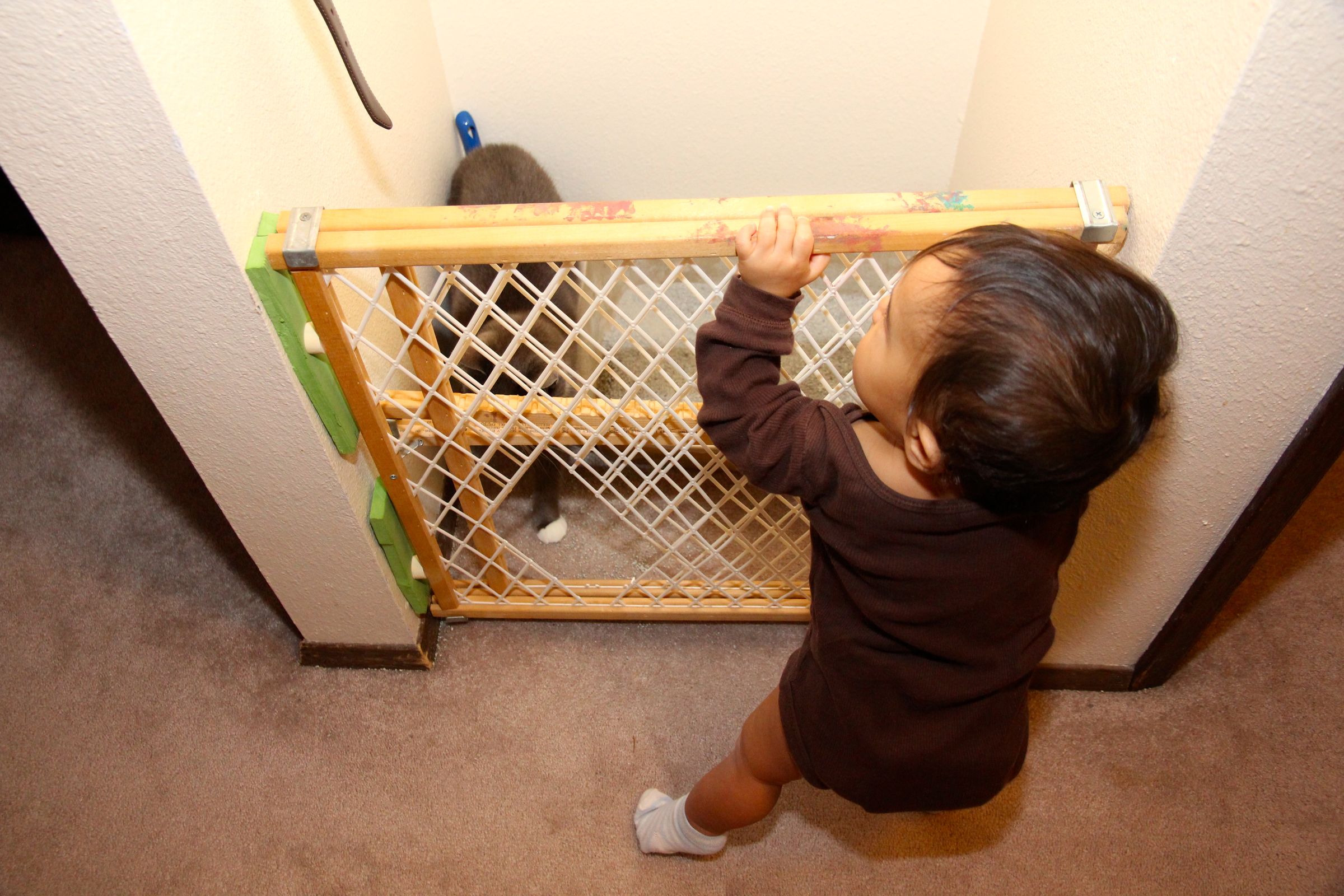 Litter Box Protection With Baby Gate and Cat Door - Instructables