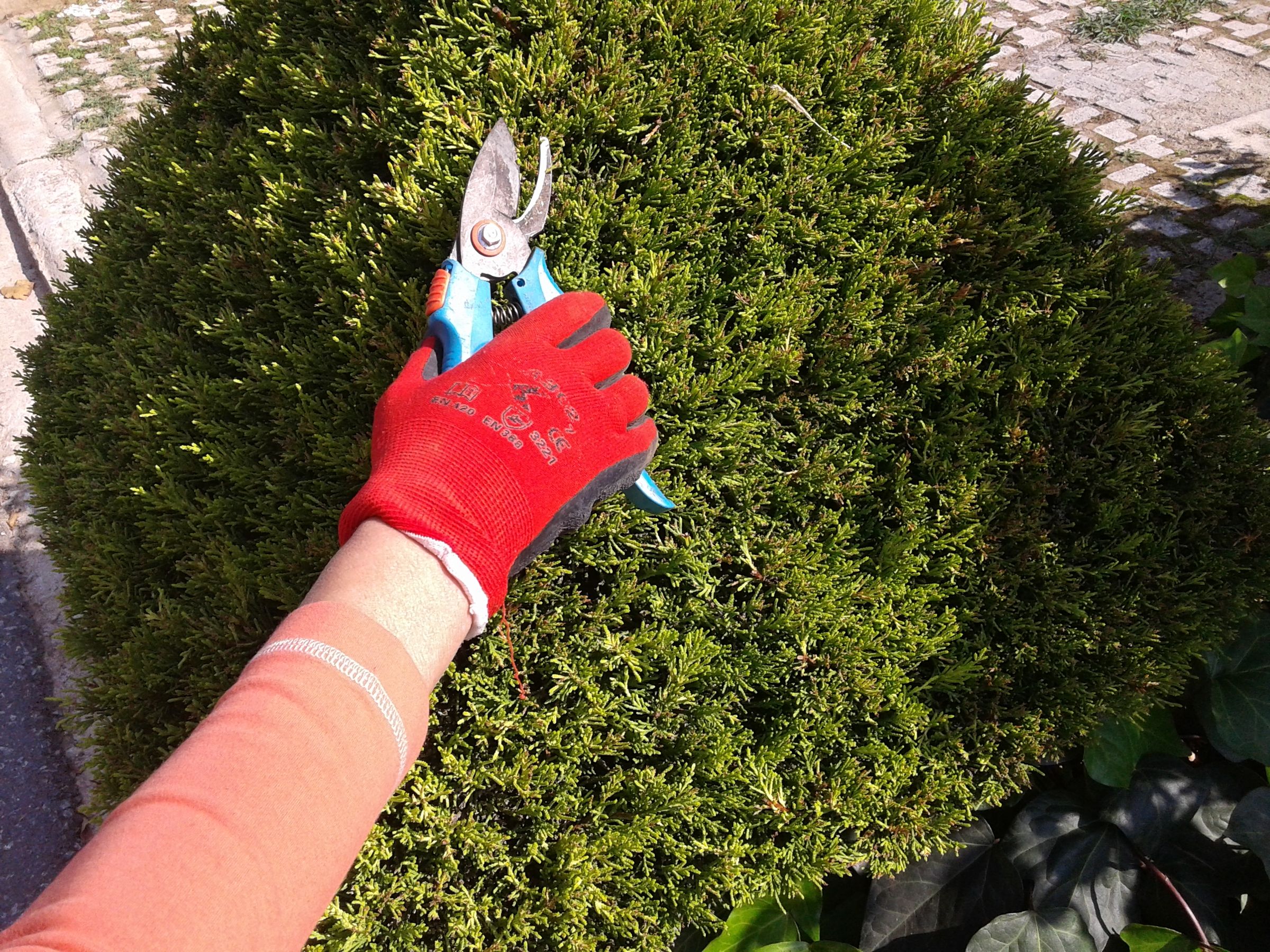 Bush Trimming - Instructables