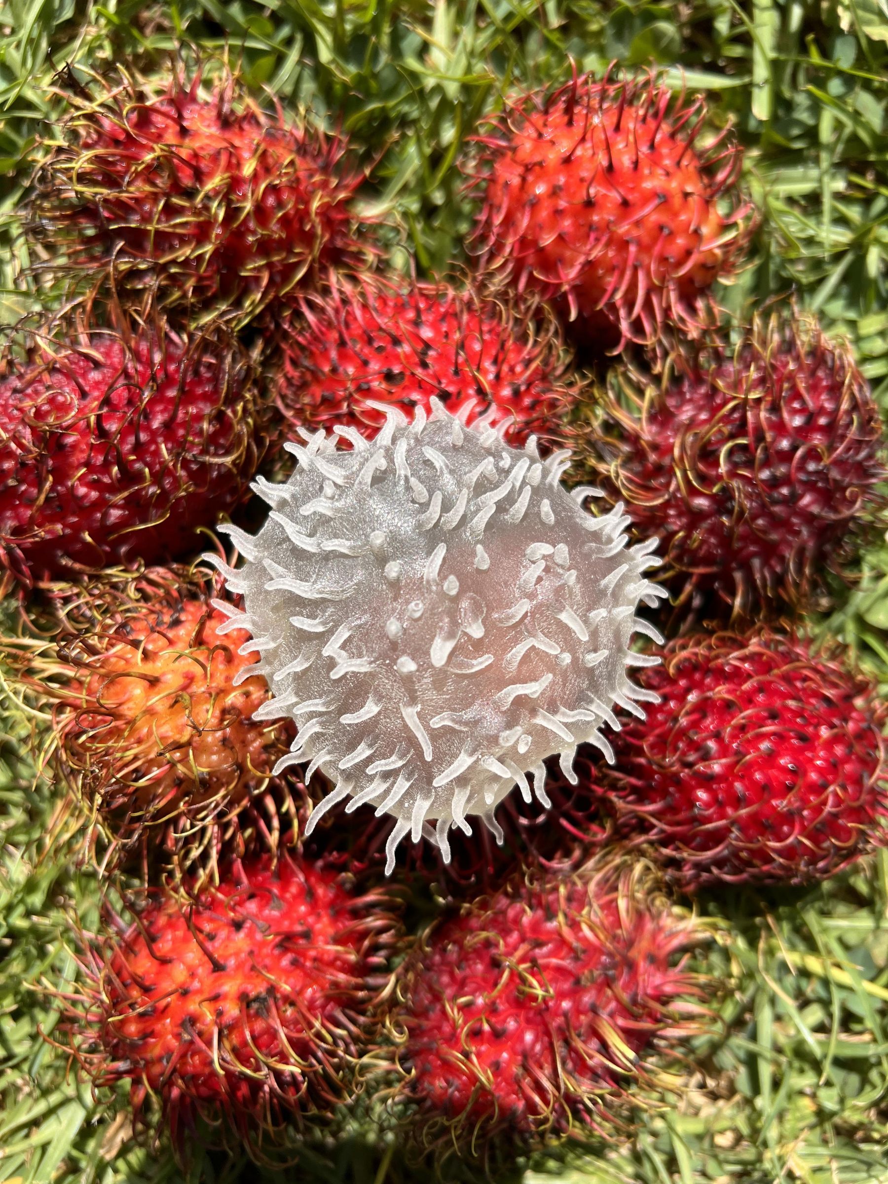 Rambutan Inspired 3D Print - Agilus Material : 5 Steps - Instructables