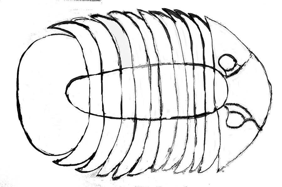 Trilobite Drawing