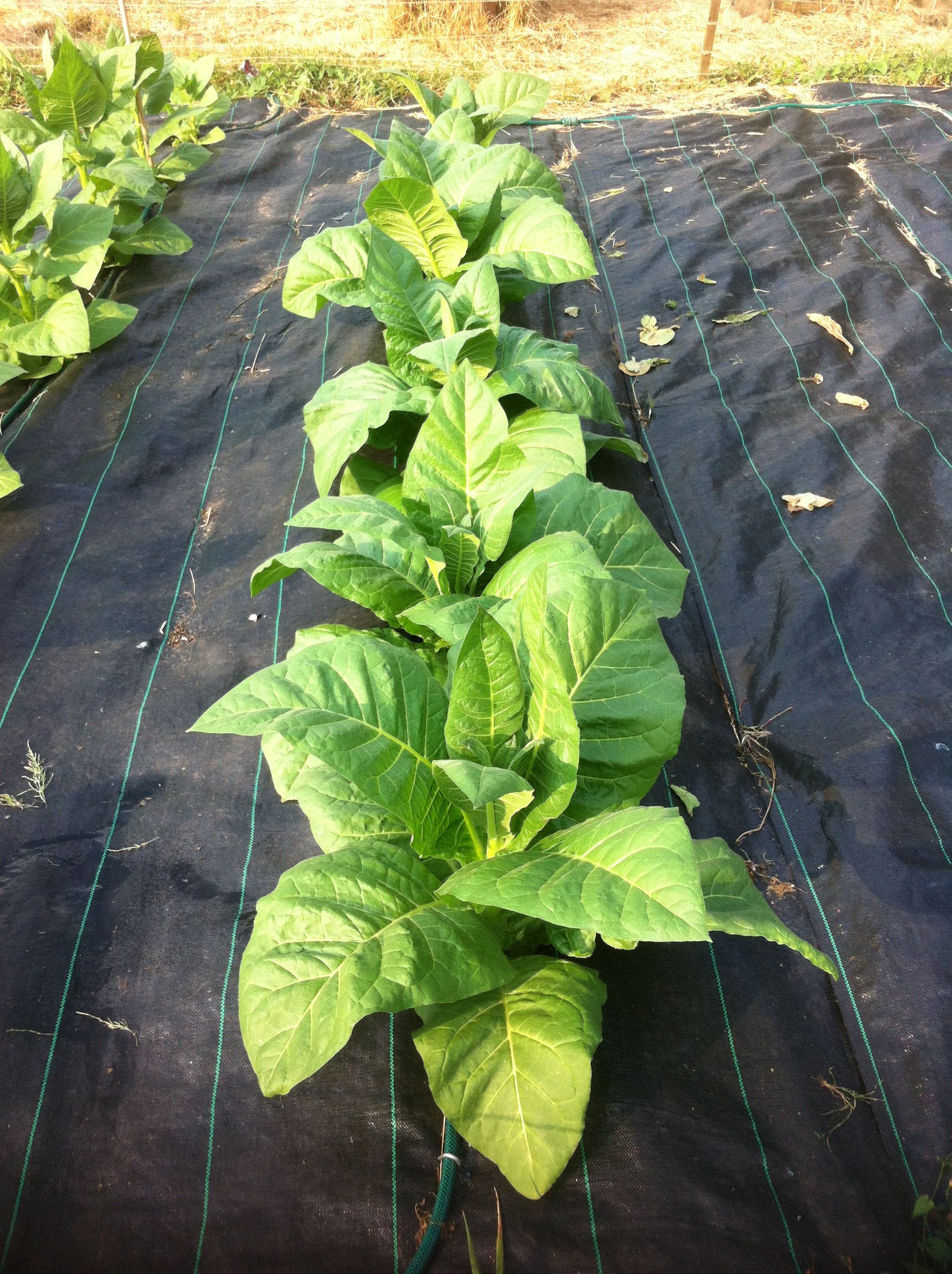 Growing Tobacco : 6 Steps (with Pictures) - Instructables