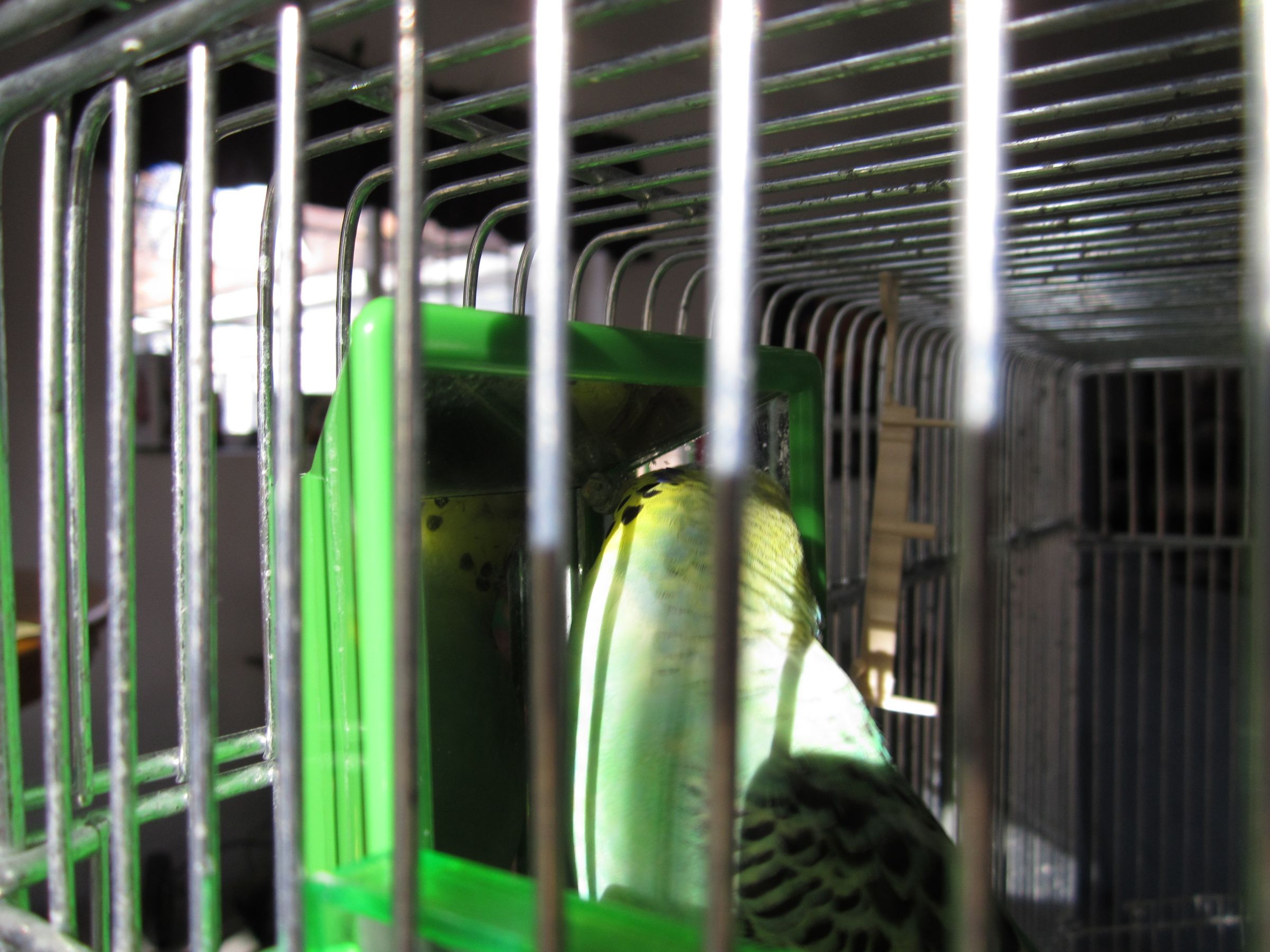 LED Color Changing Bird Toy! : 8 Steps - Instructables