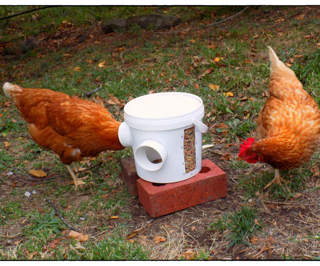 Super Simple Chicken Feeder : 5 Steps (with Pictures) - Instructables