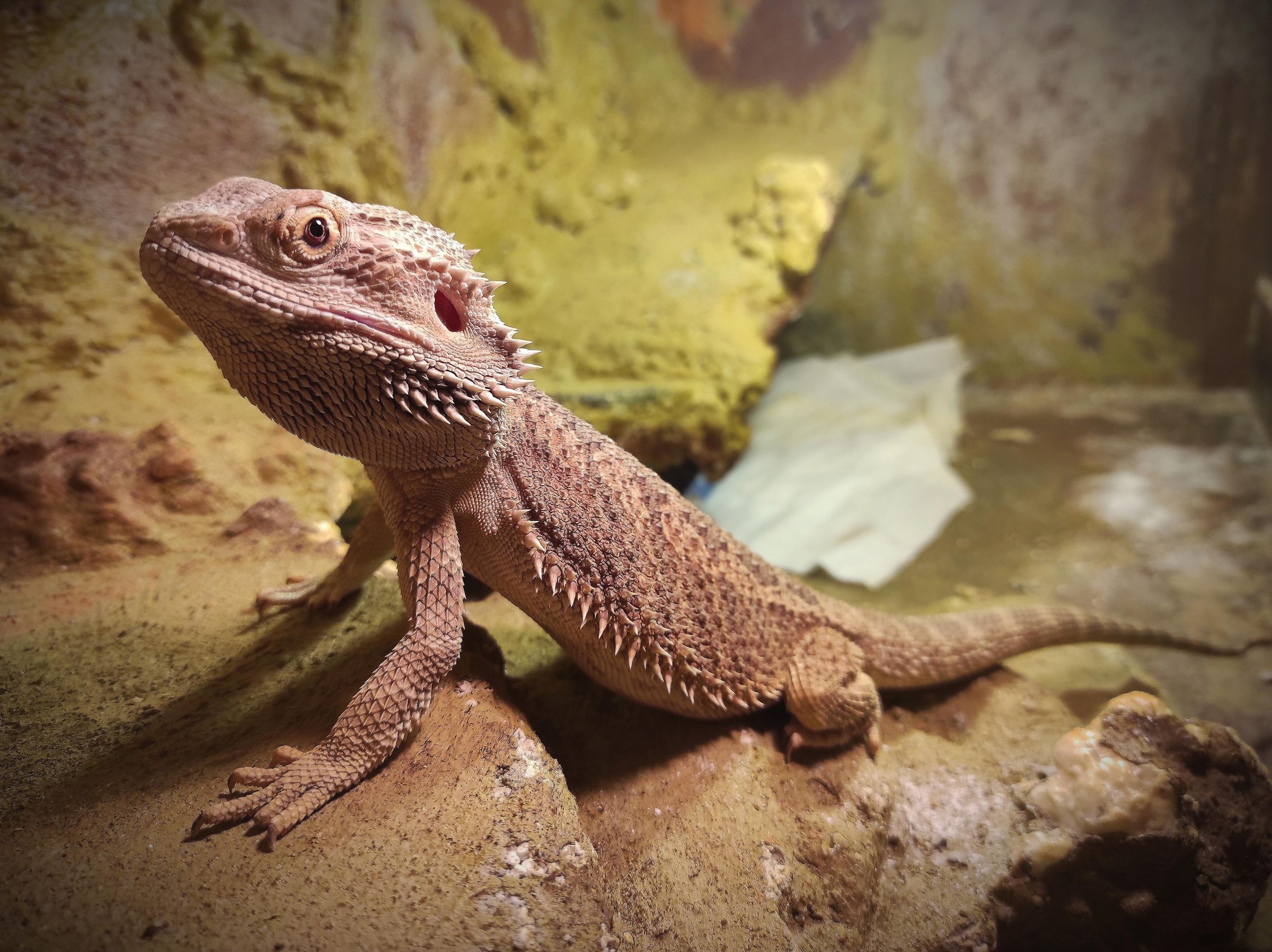 Event Classification Via Audio for Pogona Vitticeps in Terrarium : 4 ...