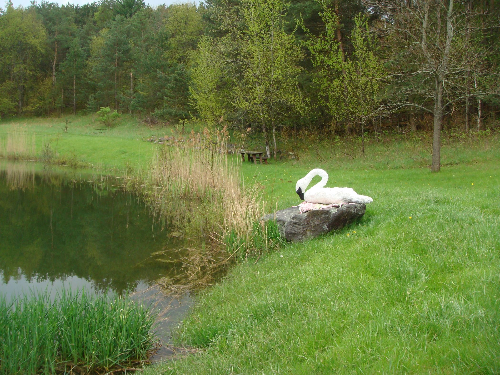 How to Make a Trumpeter Swan Outdoor Sculpture With My Custom Concrete ...