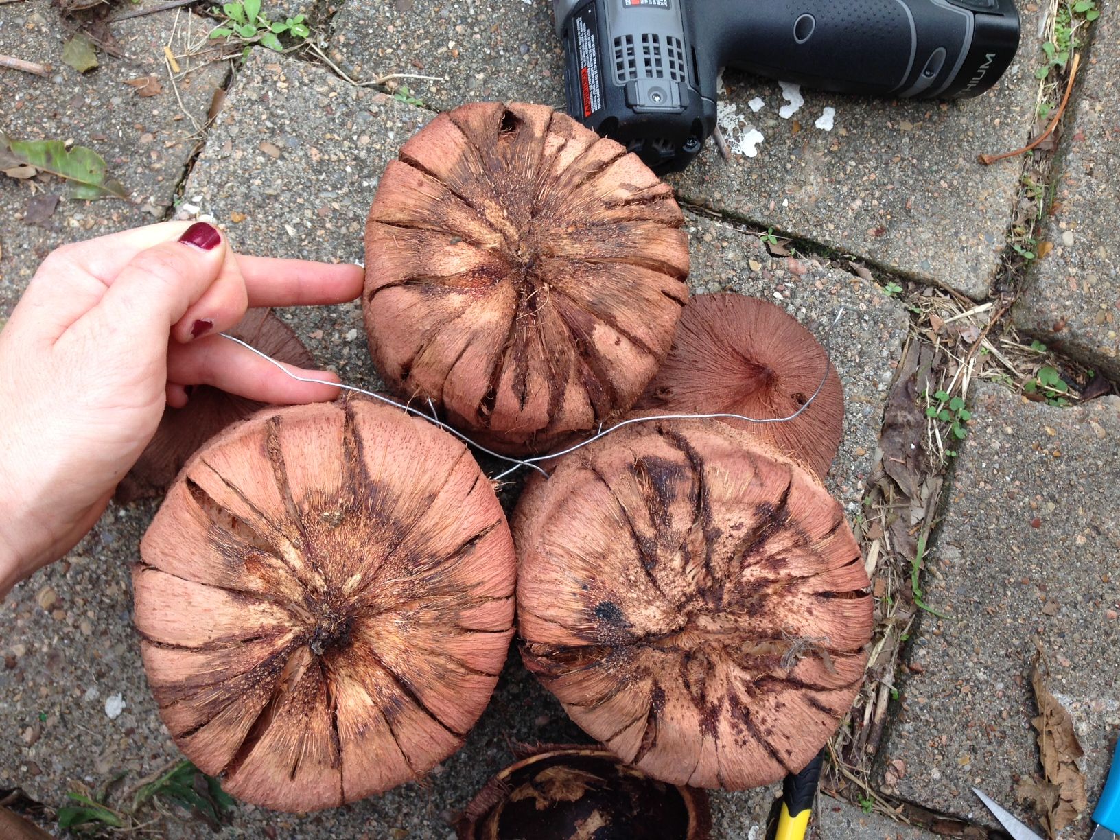 How to Spoil Your Hermit Crabs: Coconut Castle : 8 Steps - Instructables