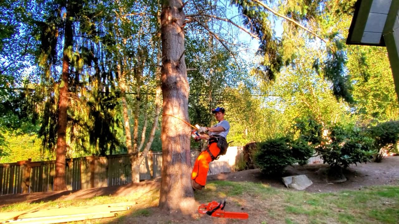 DIY: Build a Ladder and Cut the Tree - Removing Large Trees Near Fences ...
