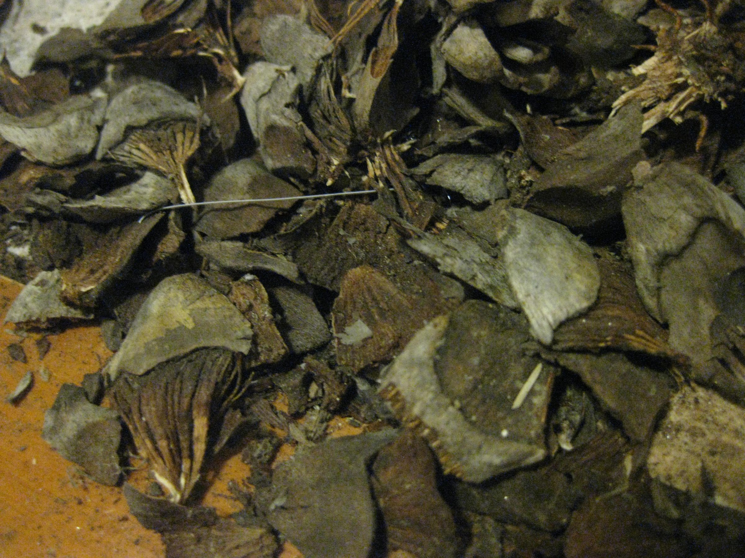 Giant Acorns : 3 Steps - Instructables