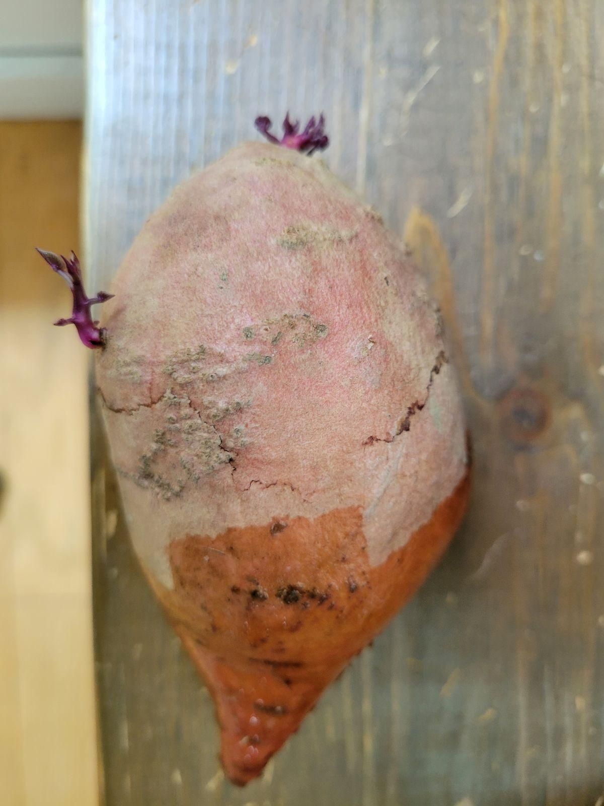Growing Sweet Potatoes From Sprouting Potatoes : 4 Steps - Instructables