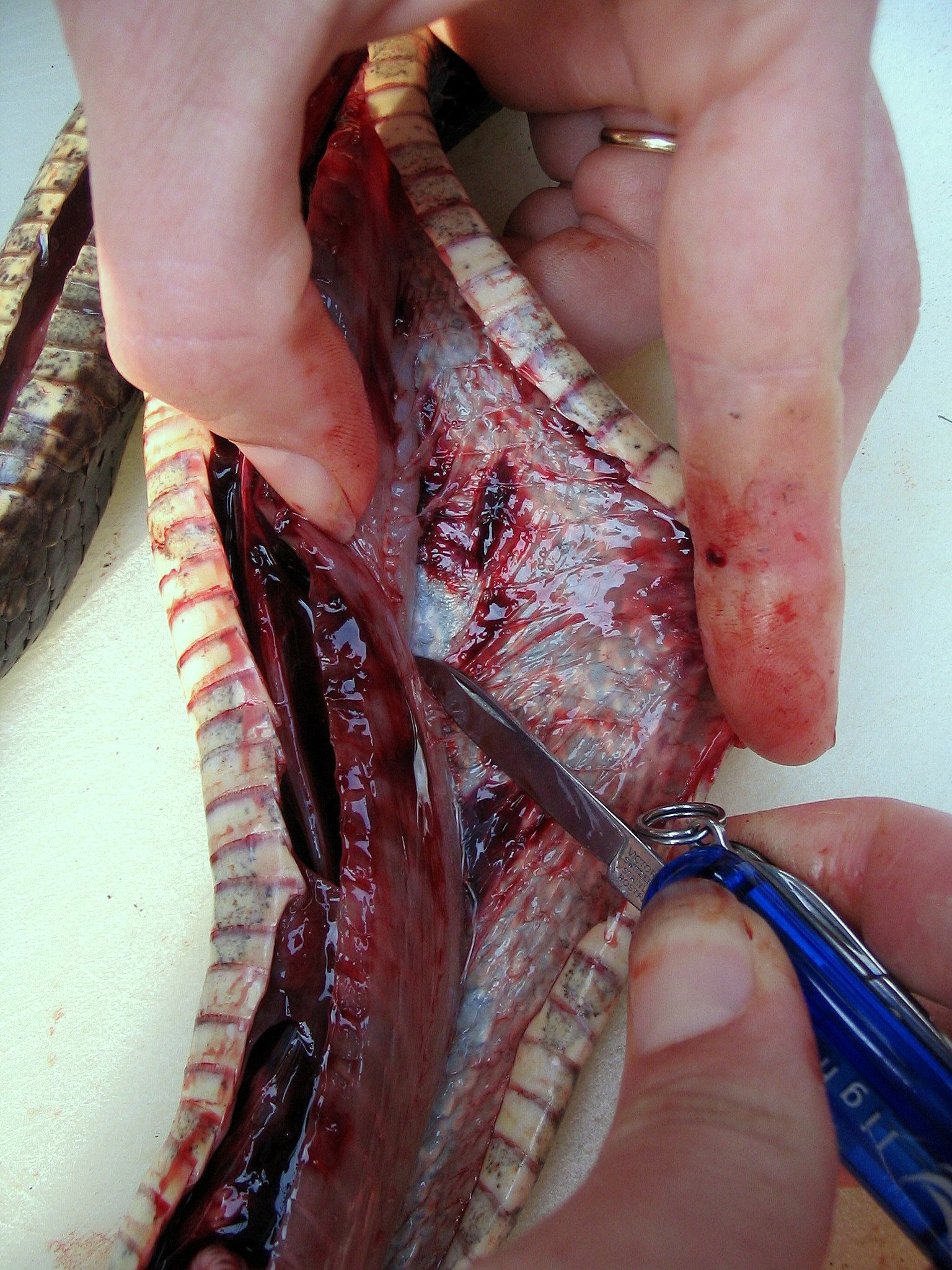 How to Skin and Clean a Dead Snake : 11 Steps (with Pictures ...