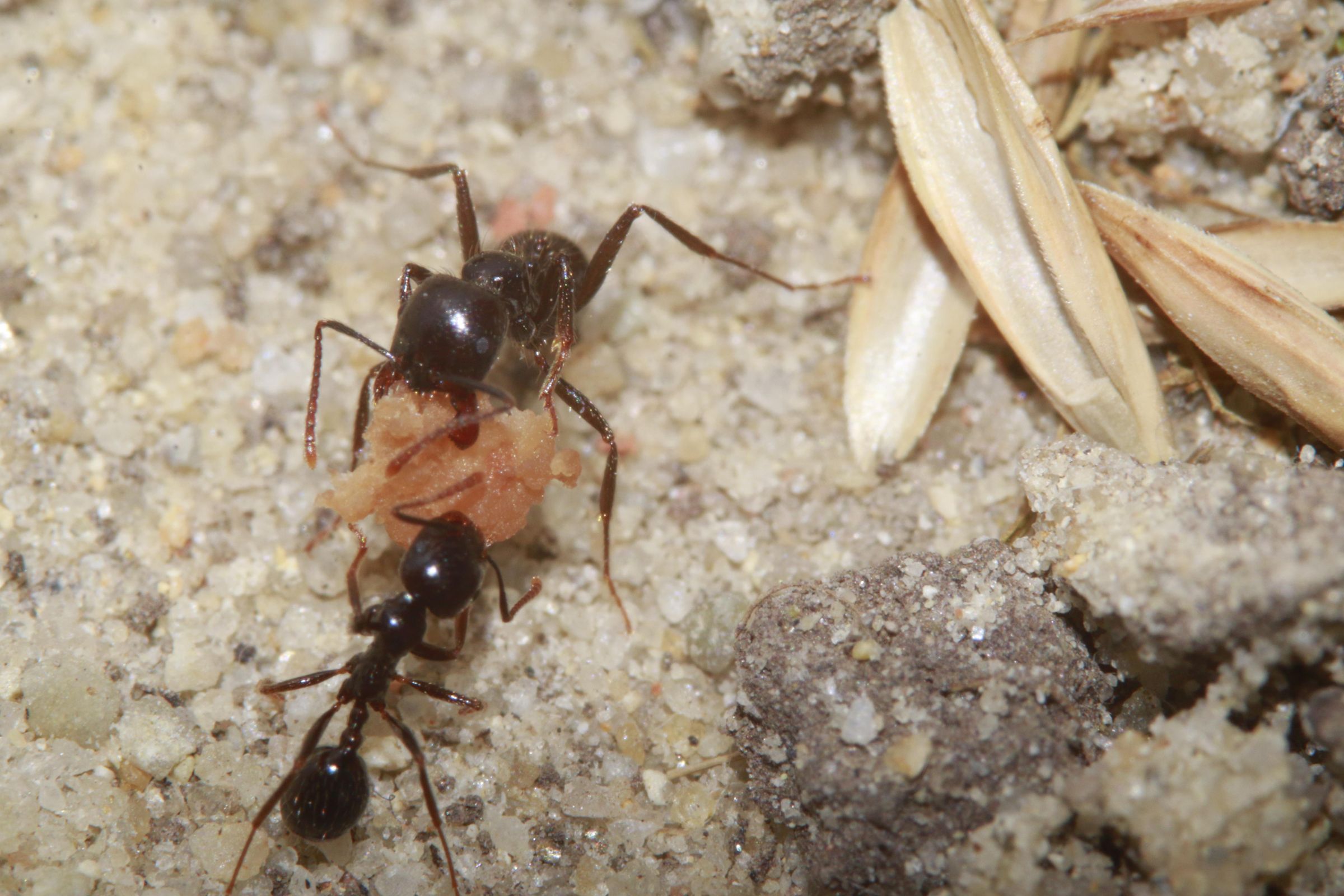 Concrete Ants Nest : 4 Steps (with Pictures) - Instructables