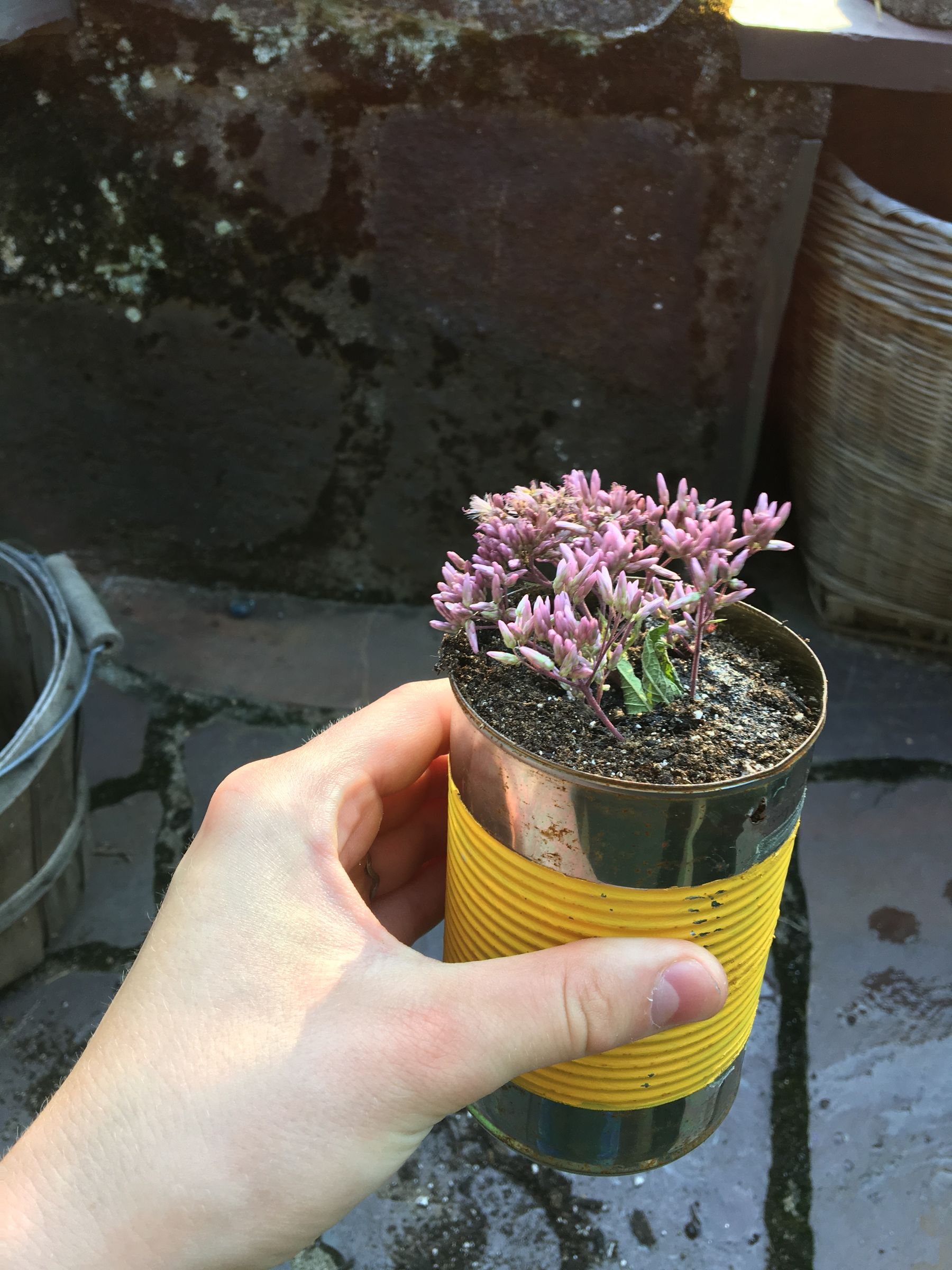 Tin Can Garden : 4 Steps (with Pictures) - Instructables
