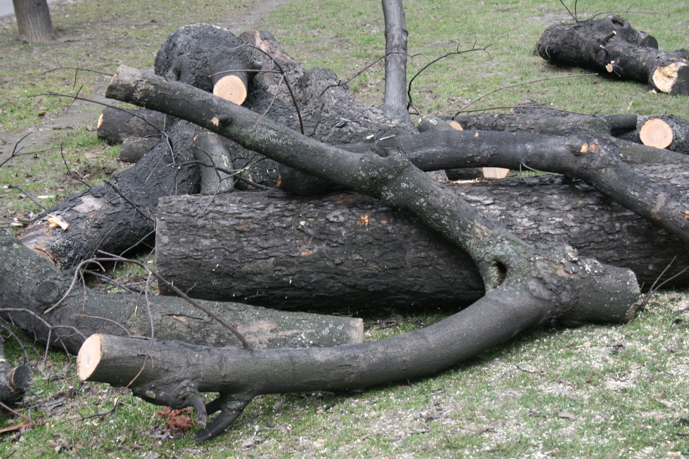 BRANCHBOARDING / TREE OF MOTION : 7 Steps (with Pictures) - Instructables