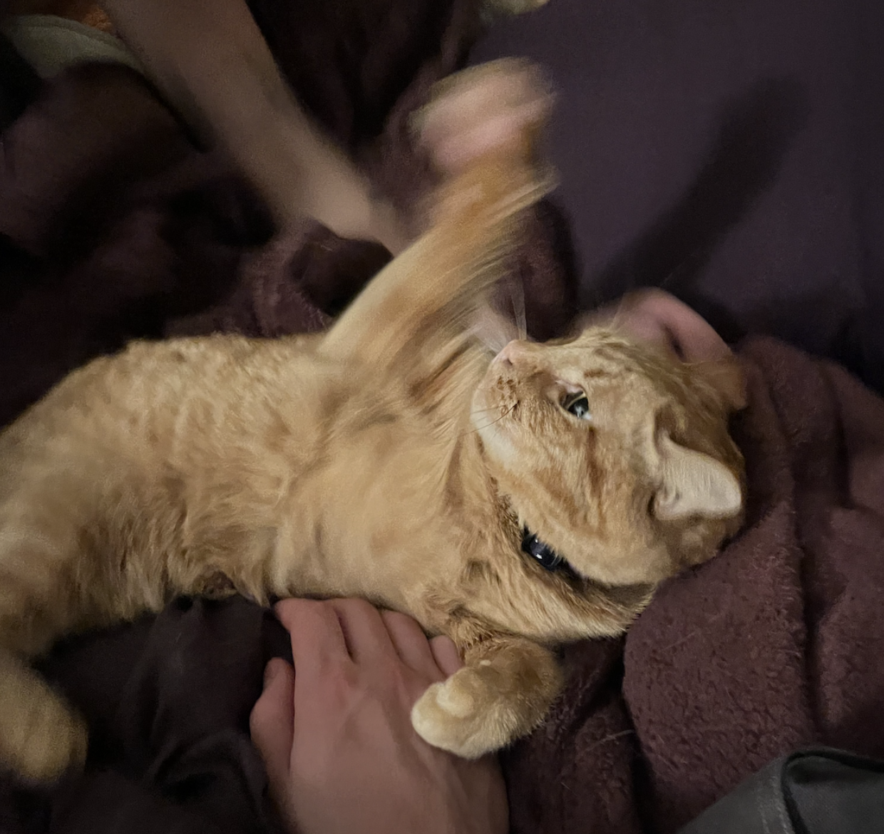 The Catinator : 4 Steps - Instructables