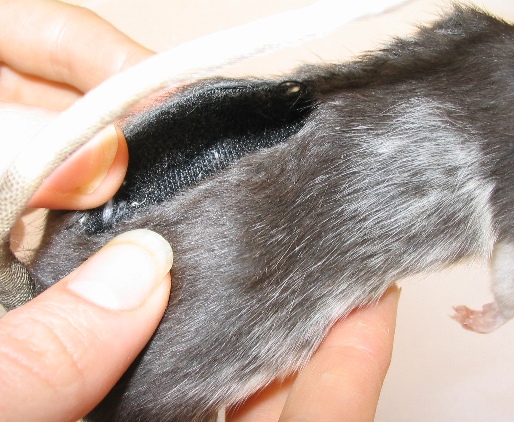 Battery Access Hatch for LED Throwie Rat : 4 Steps - Instructables