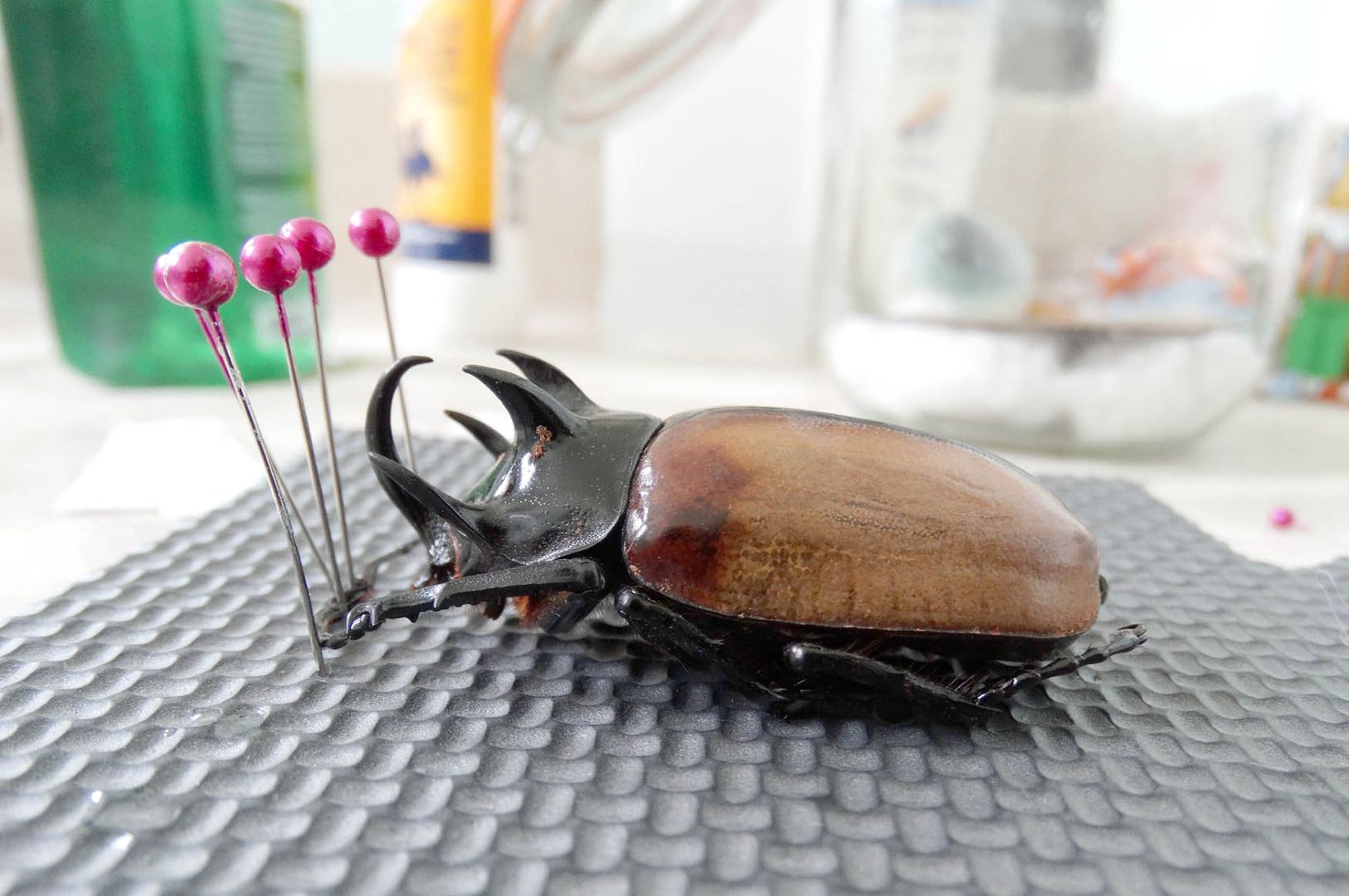Preparing and Gilding a Real Insect : 10 Steps (with Pictures ...