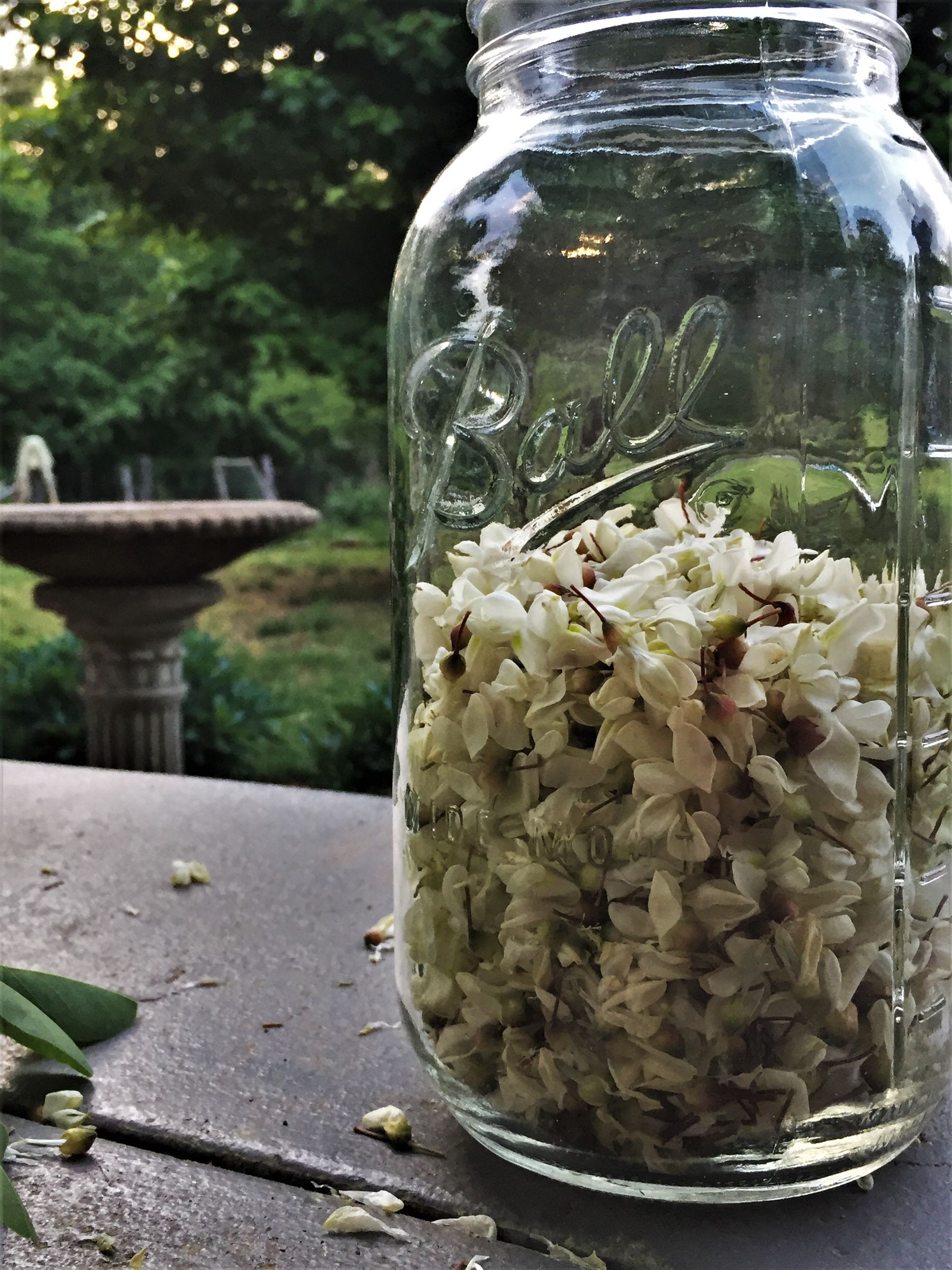 Black Locust Flower Cold Brew Tea : 4 Steps (with Pictures) - Instructables