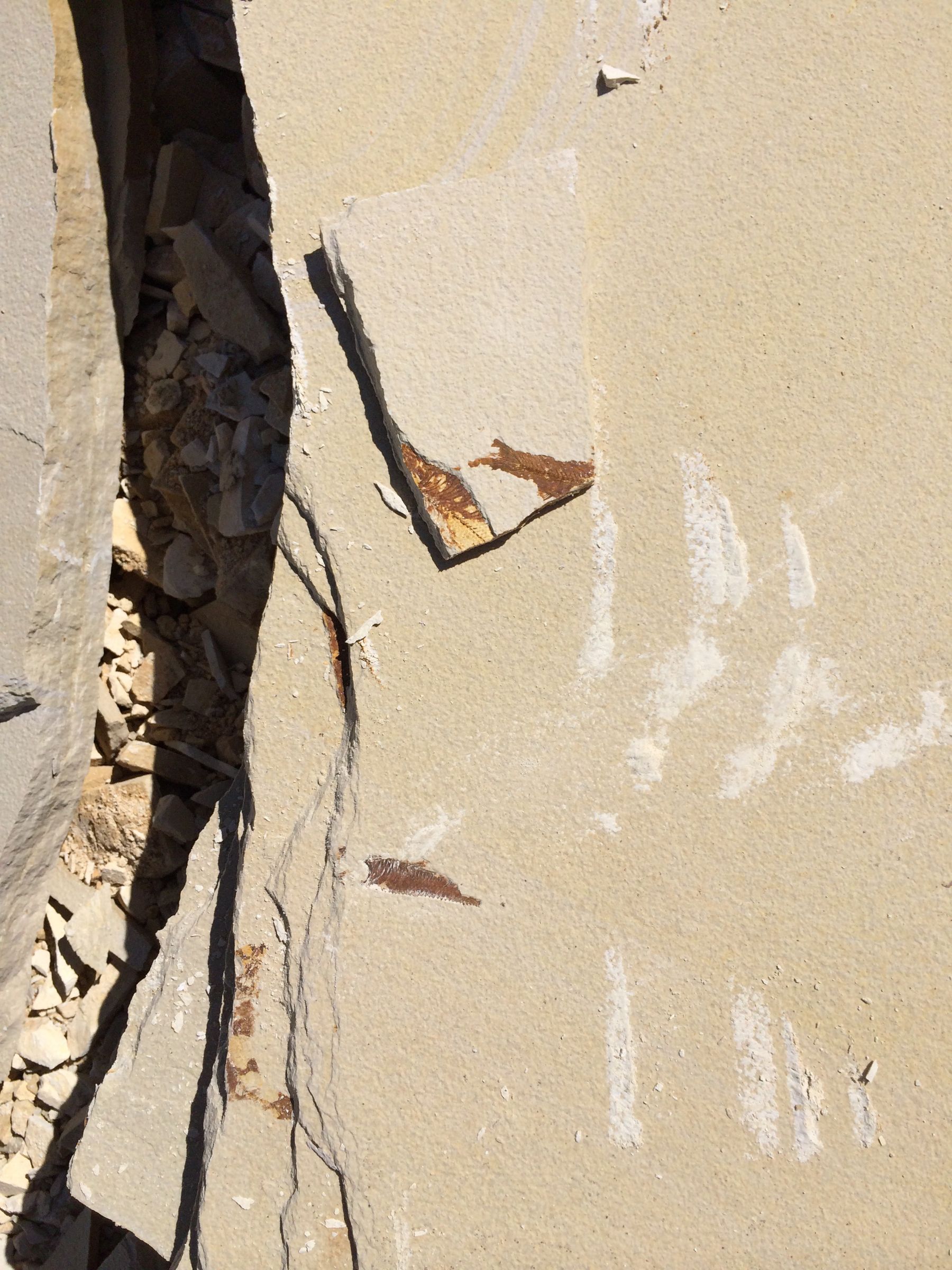 Split Limestone to Find Fossils!! : 4 Steps (with Pictures) - Instructables