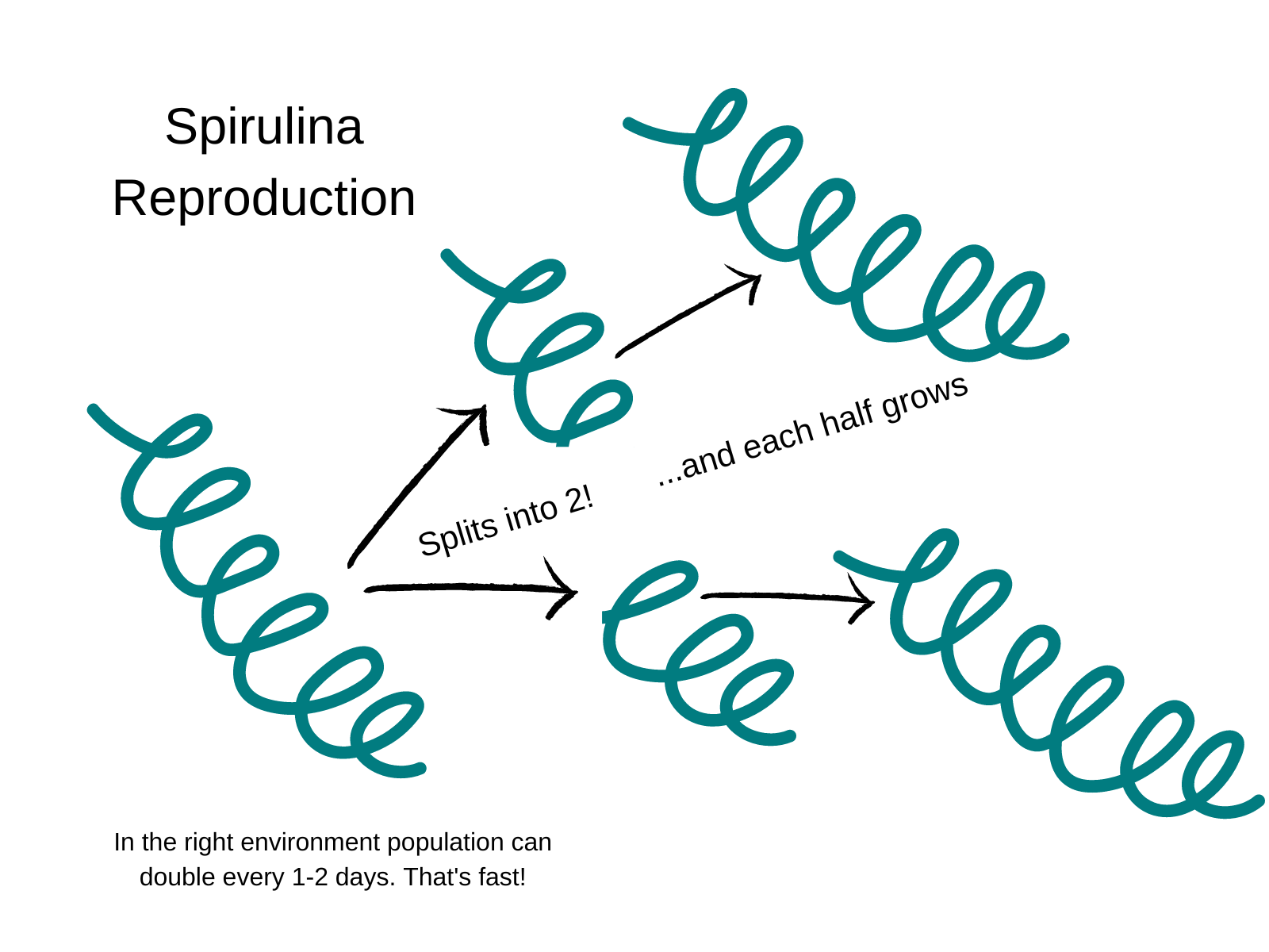 Growing Spirulina in the Classroom : 18 Steps (with Pictures ...