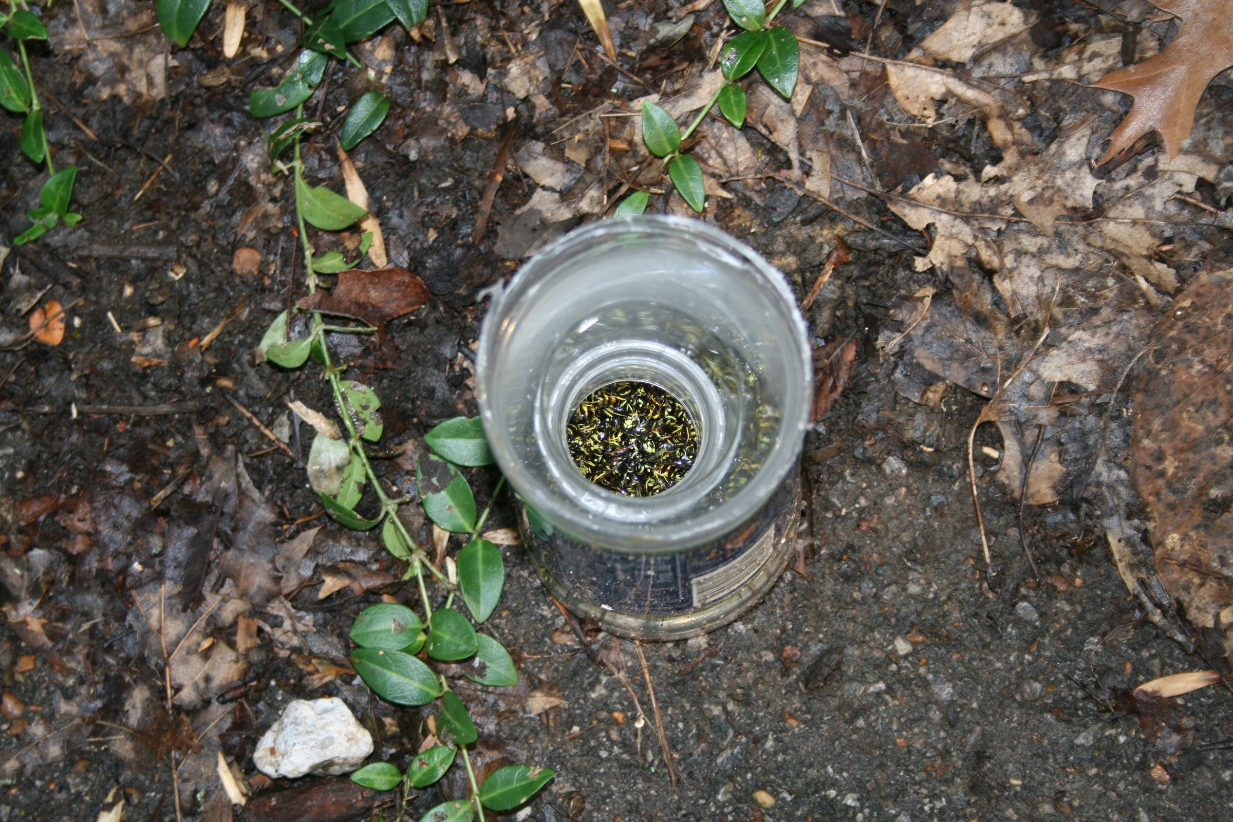 DIY Yellow Jacket Bottle Trap : 8 Steps (with Pictures) - Instructables