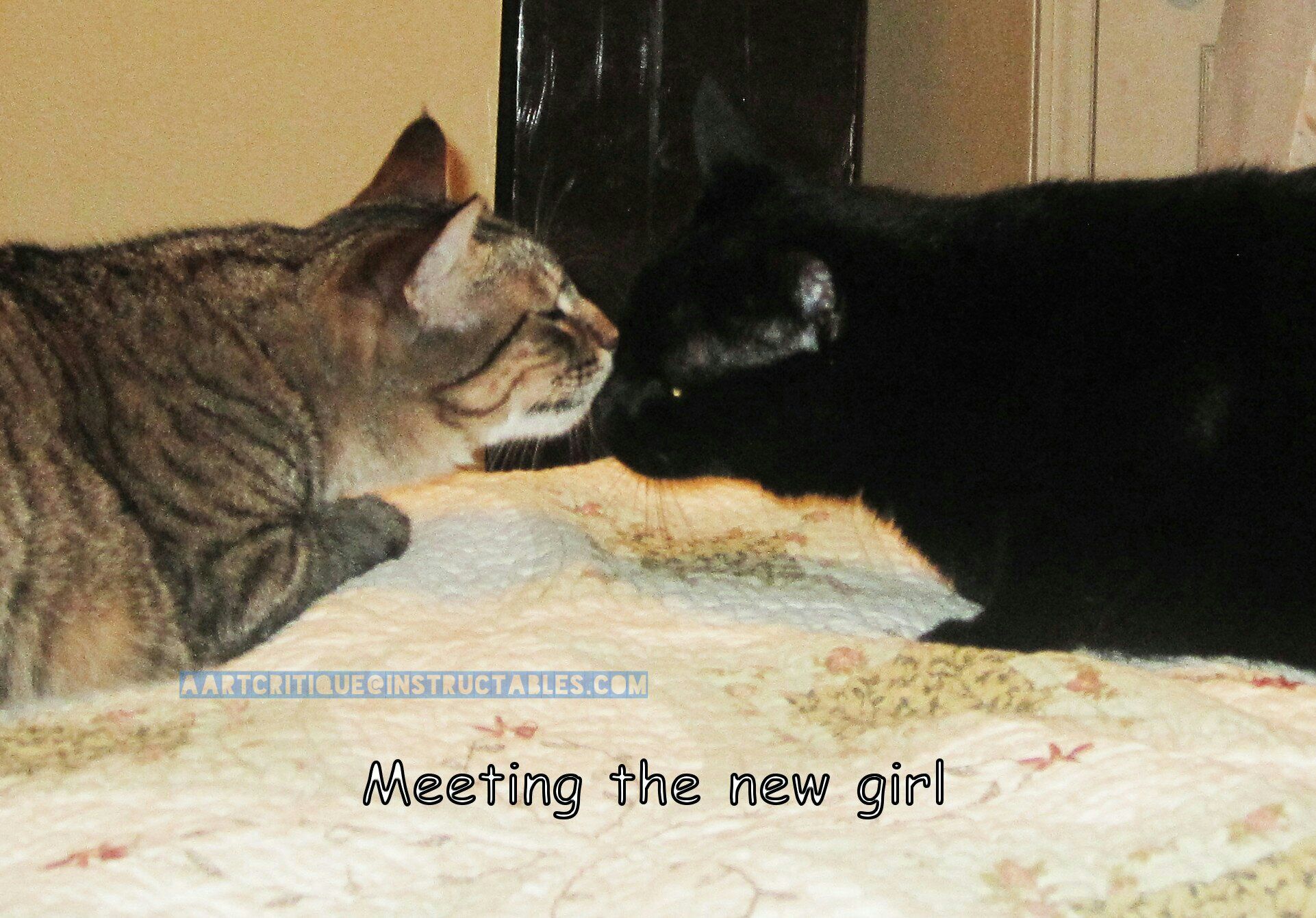 Proper Cat Ownership, Care, Training, Tips, and Tricks : 12 Steps (with ...