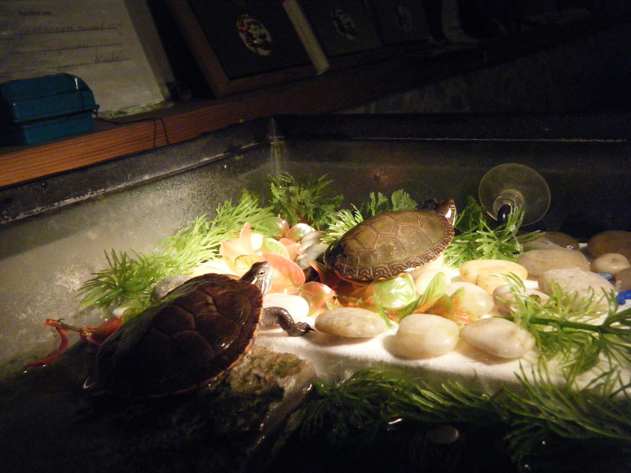 Homemade Improvised Turtle Dock - Instructables