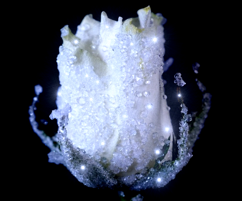 Flower Crystallization : 8 Steps (with Pictures) - Instructables