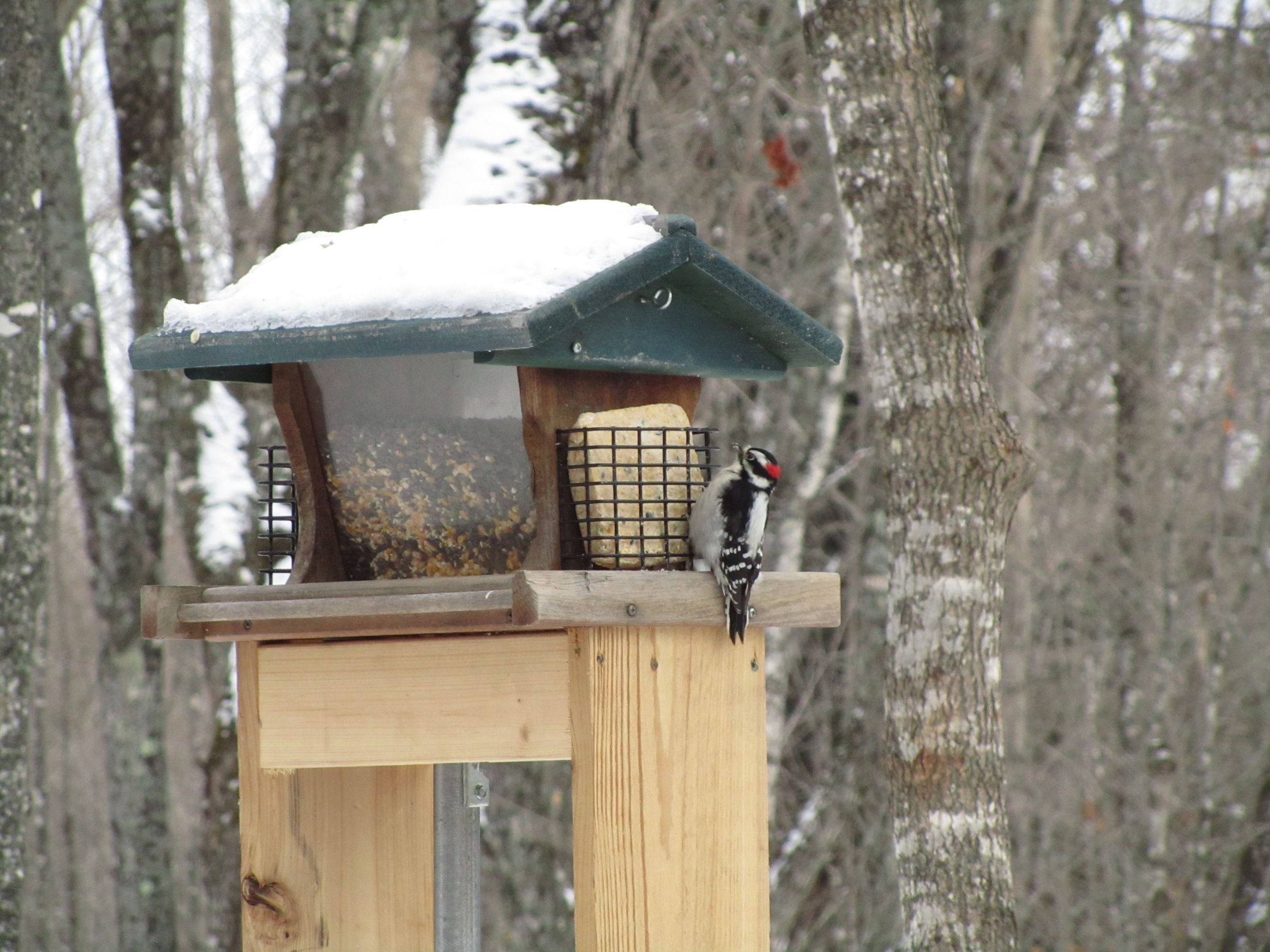 BirdSaver : 4 Steps (with Pictures) - Instructables