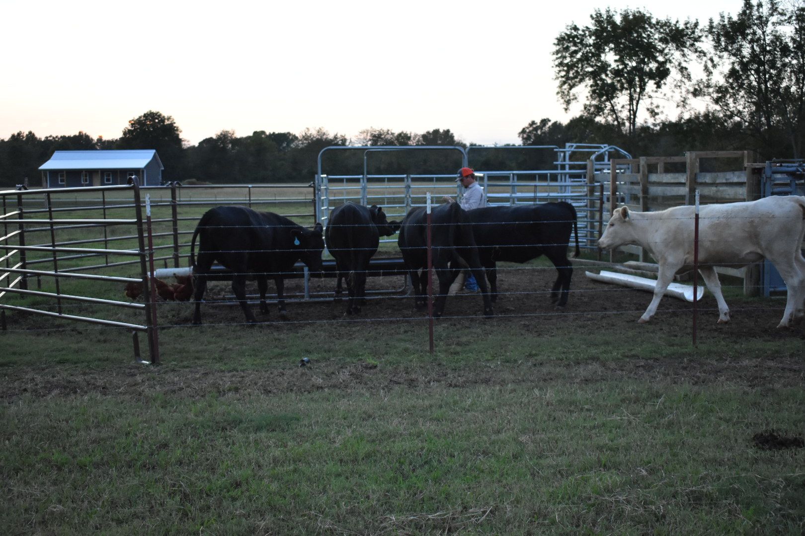How to Work Cattle : 7 Steps - Instructables