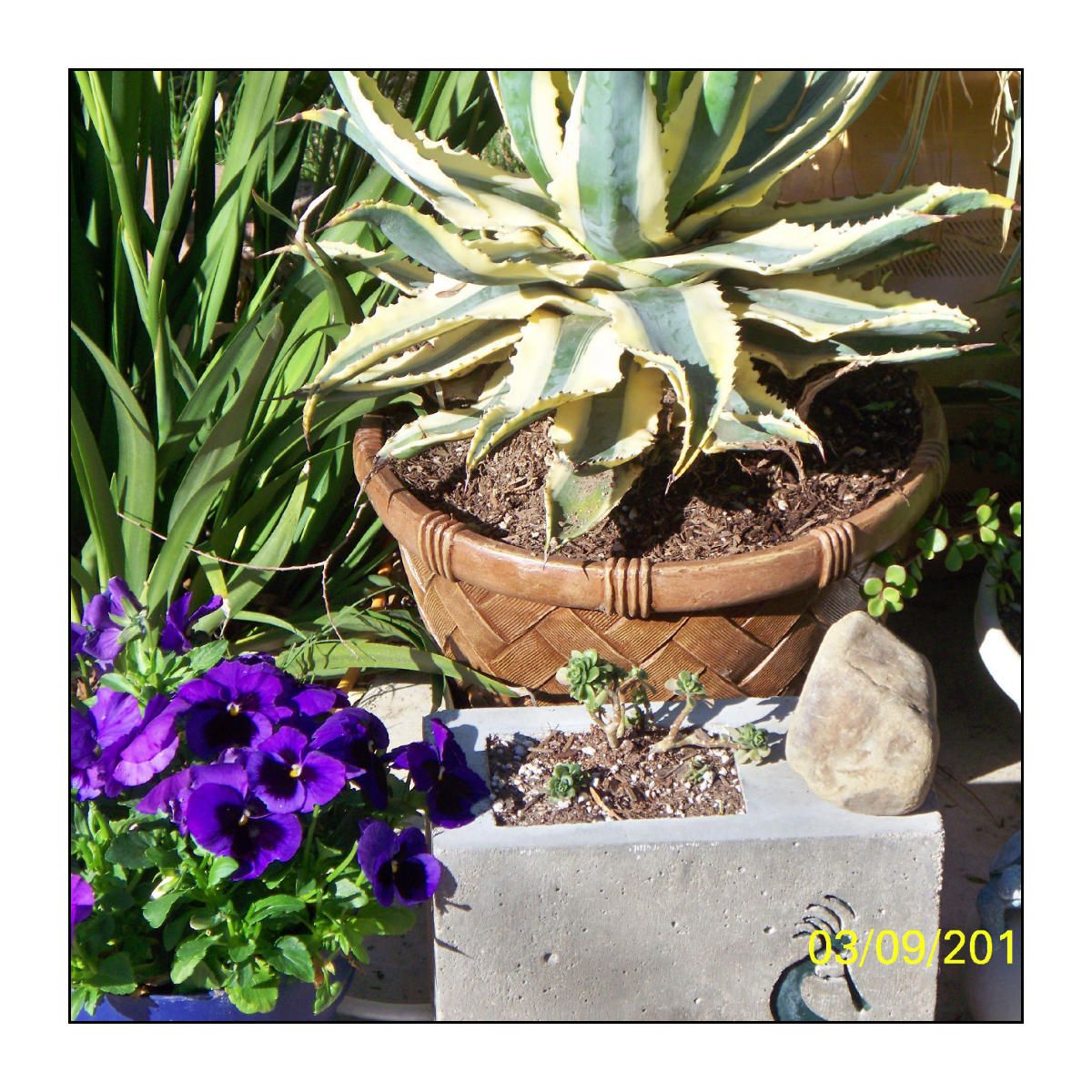 Make Unique Planters With Concrete : 10 Steps (with Pictures ...