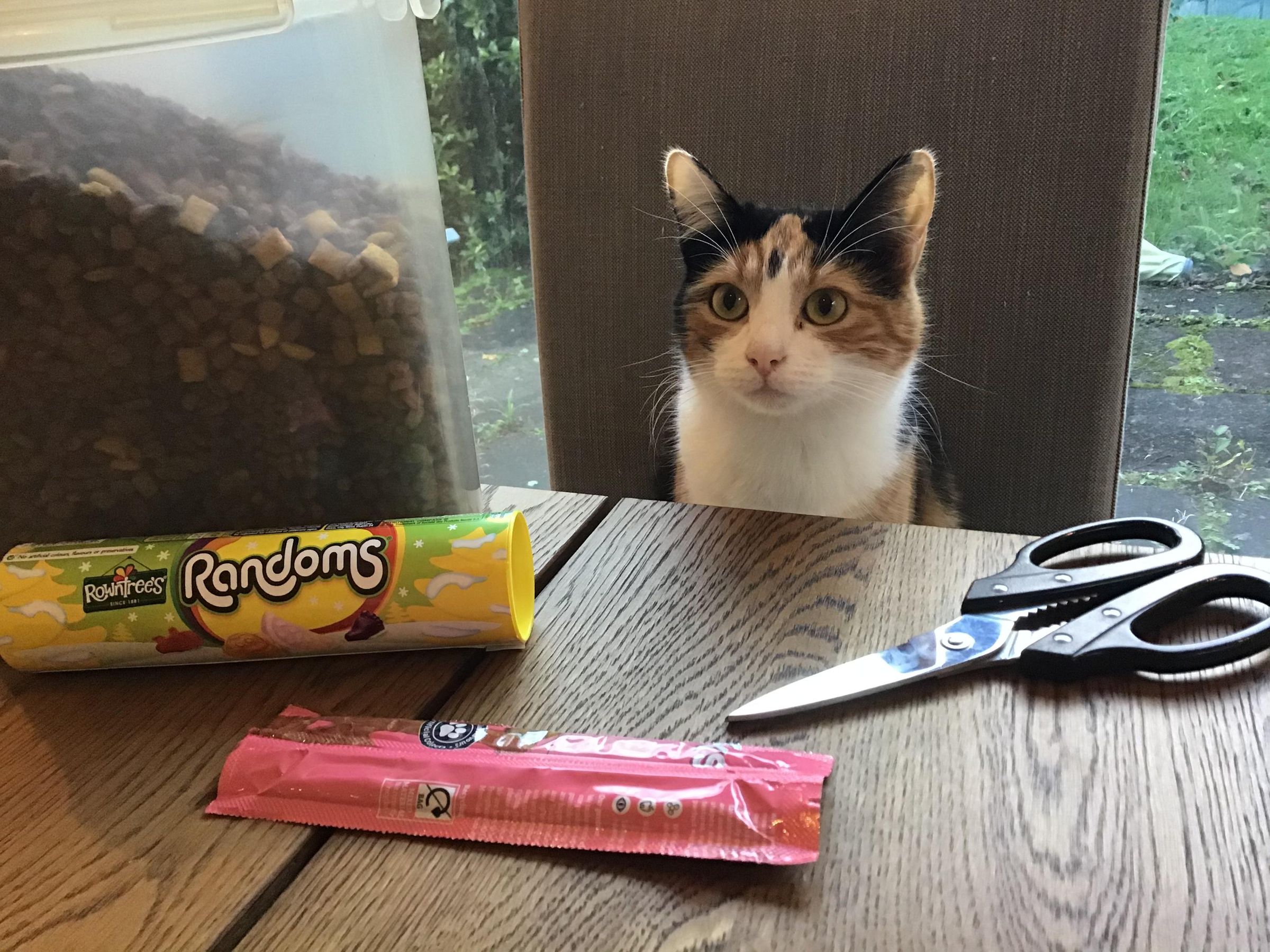 Easy Recycled Cat Treat Toy : 4 Steps (with Pictures) - Instructables