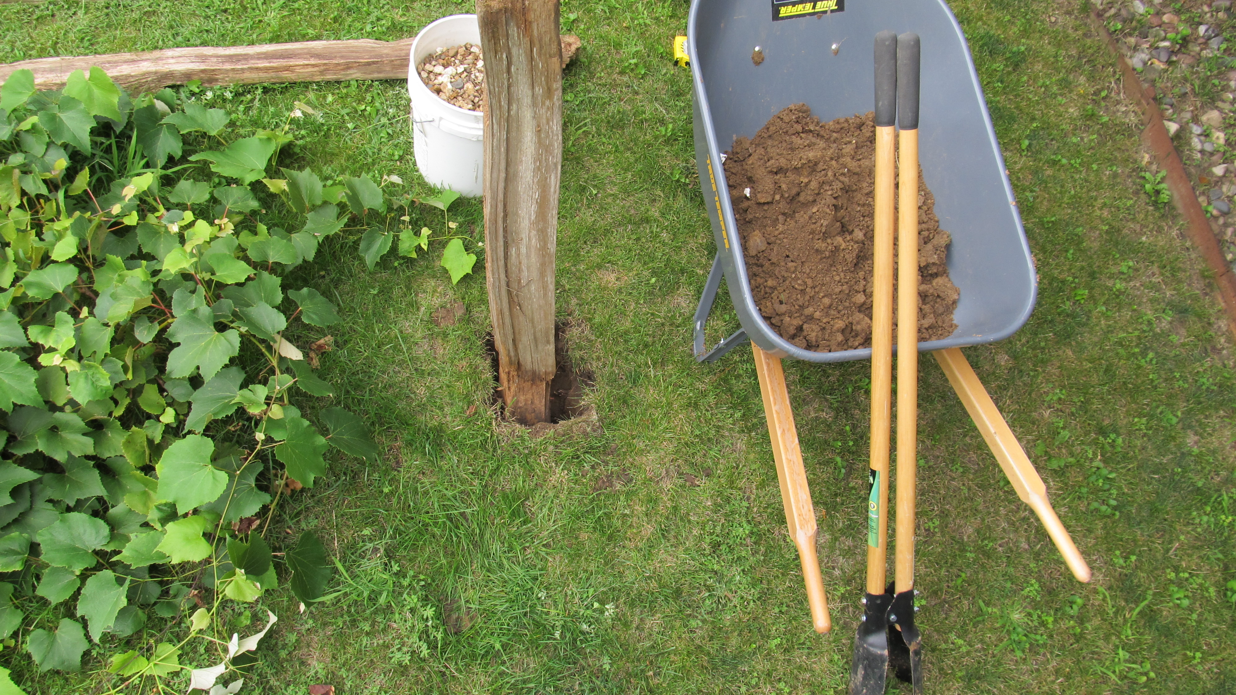 Grape Vine Trellis From a Salvaged Split-Rail Fence : 7 Steps (with ...