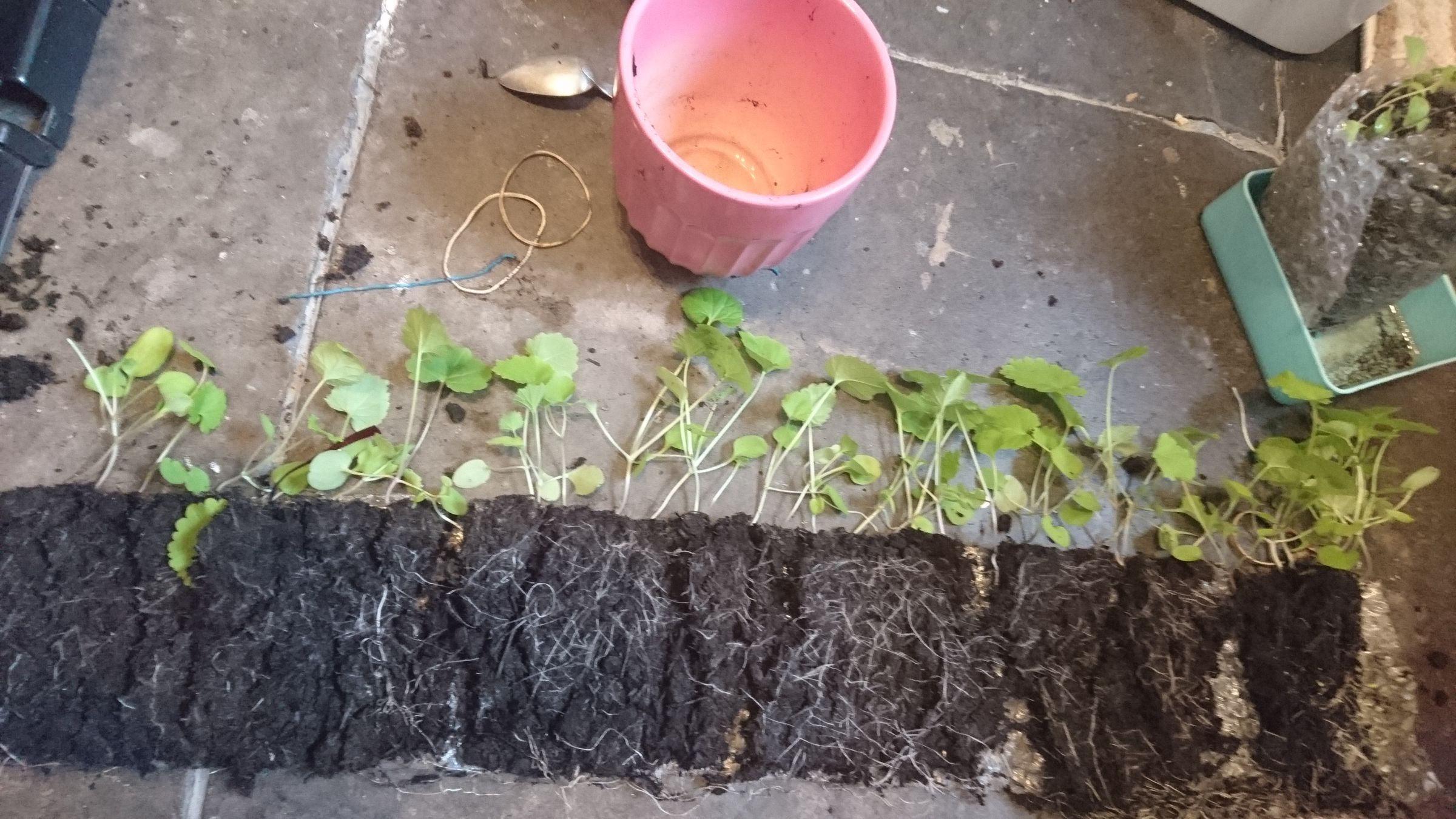 Easy and Economical Seeds Germination System : 8 Steps - Instructables