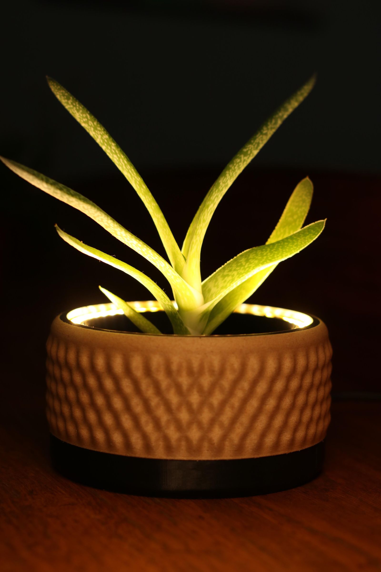 Lamp Planter : 4 Steps (with Pictures) - Instructables