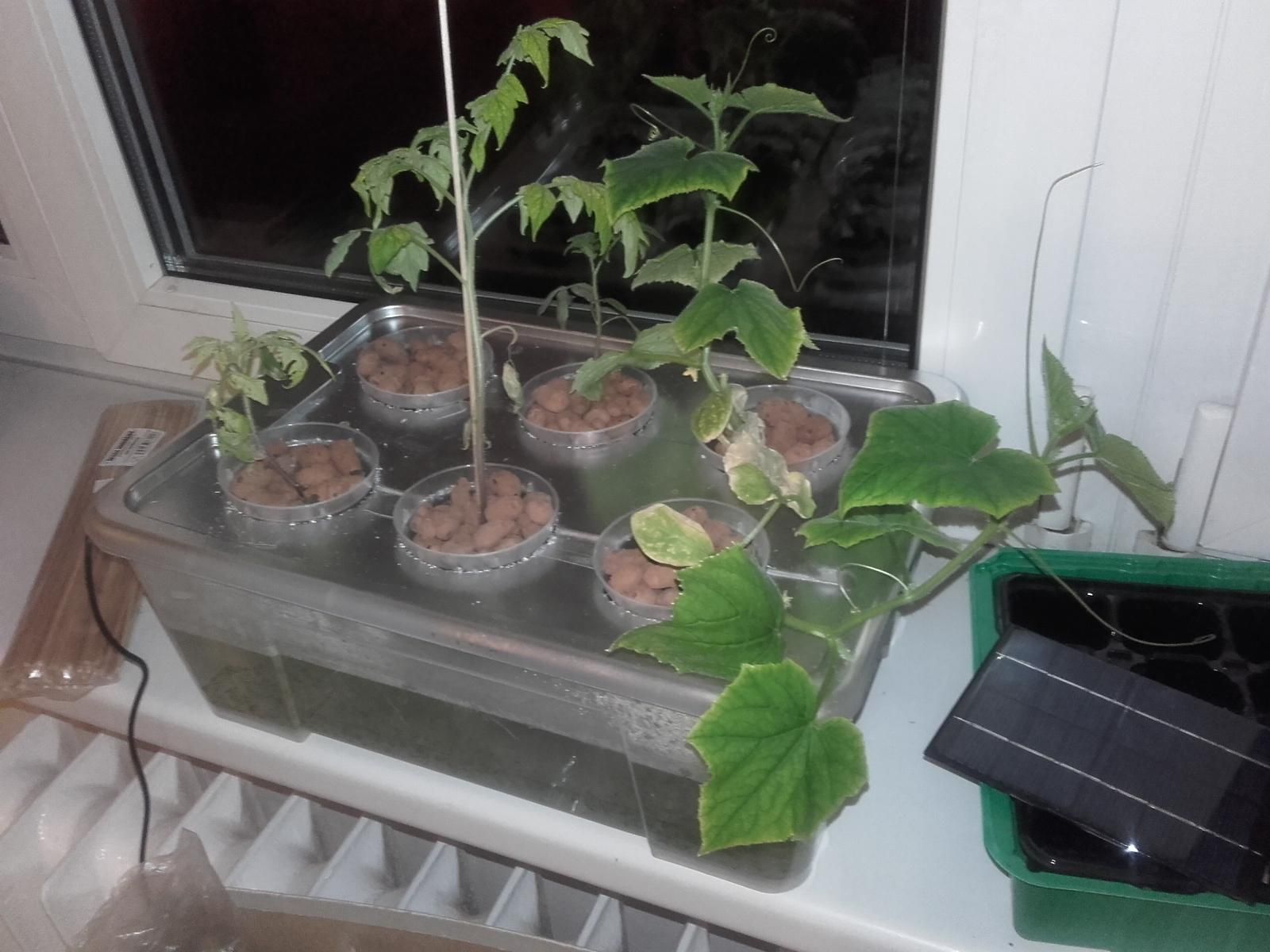 Simple Solar Powered Deep Hydroponics (SiSoPoDH) : 6 Steps (with ...
