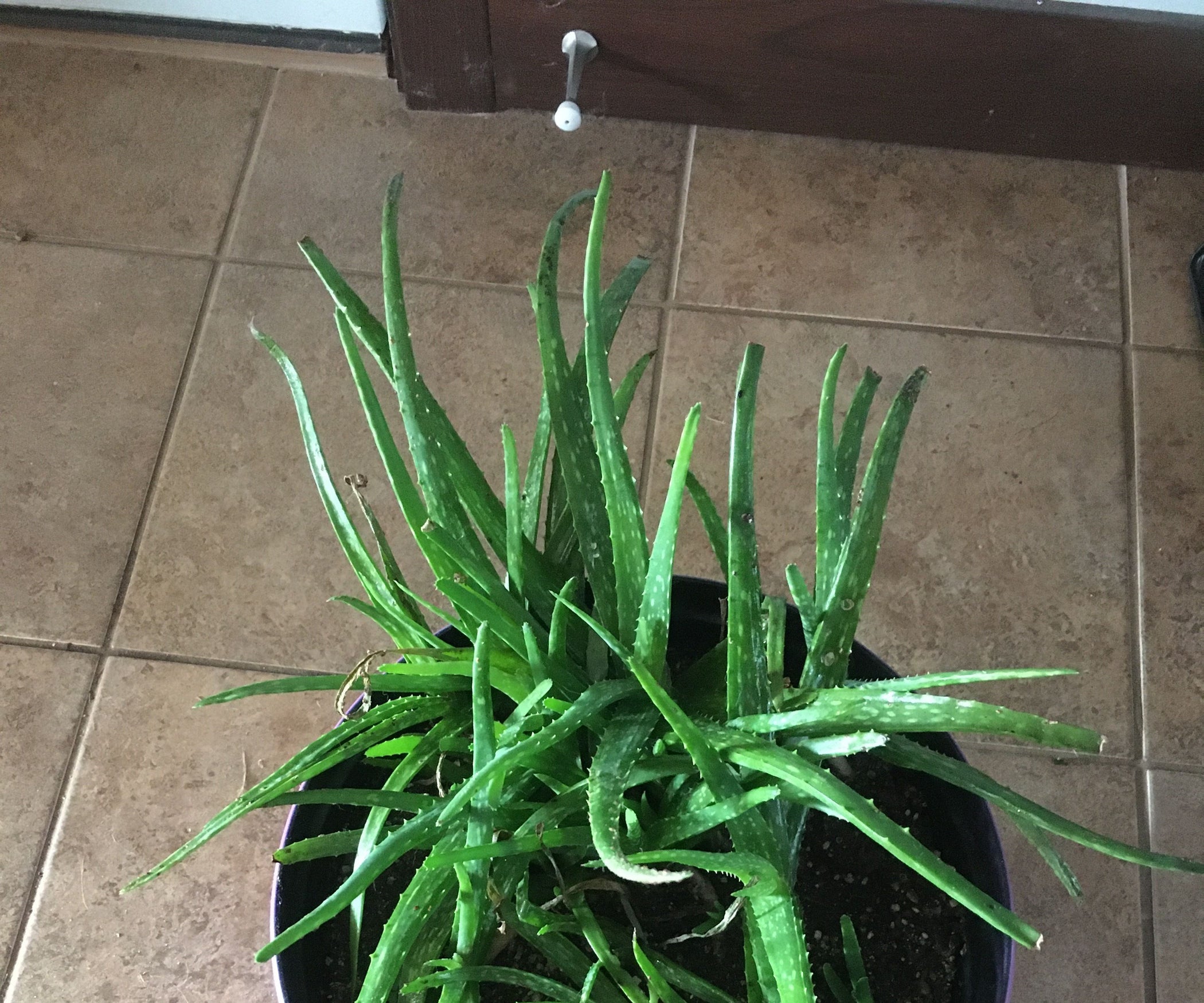 Oh No My Houseplant Is Sticky! : 4 Steps (with Pictures) - Instructables