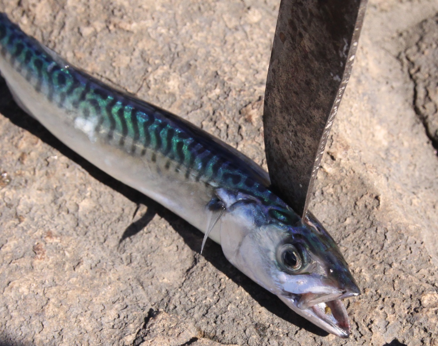 Solar Cooked Wild Mackerel on the Rocks : 7 Steps (with Pictures ...