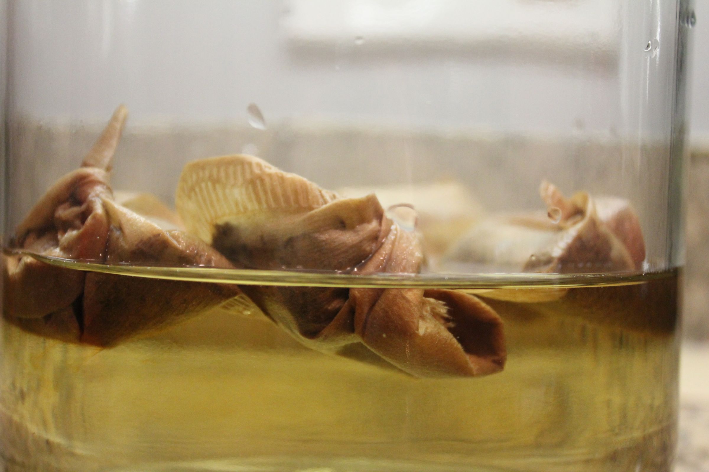 Double Fermented Kombucha : 10 Steps (with Pictures) - Instructables