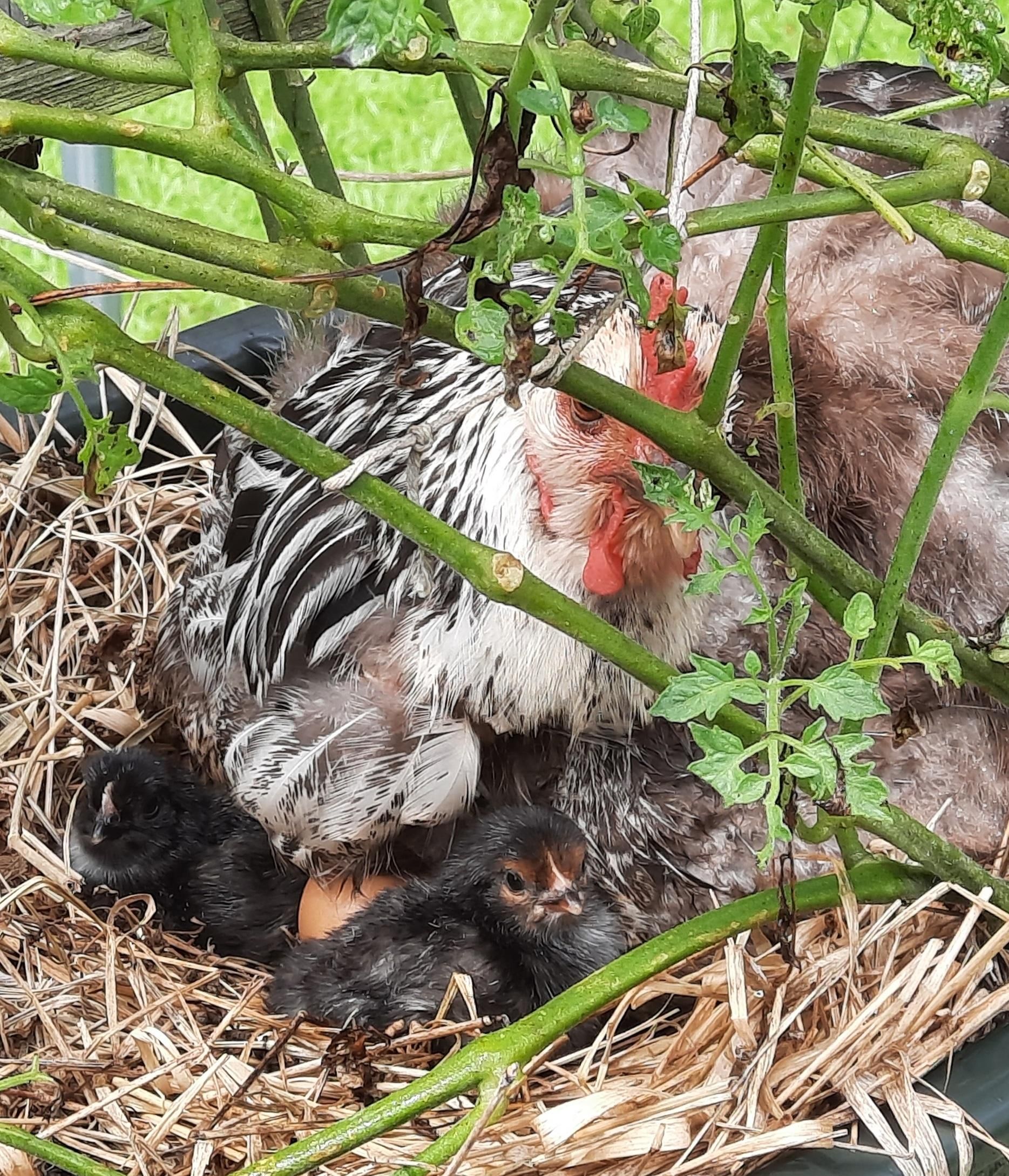 Hatching Chicken Eggs Naturally : 12 Steps (with Pictures) - Instructables