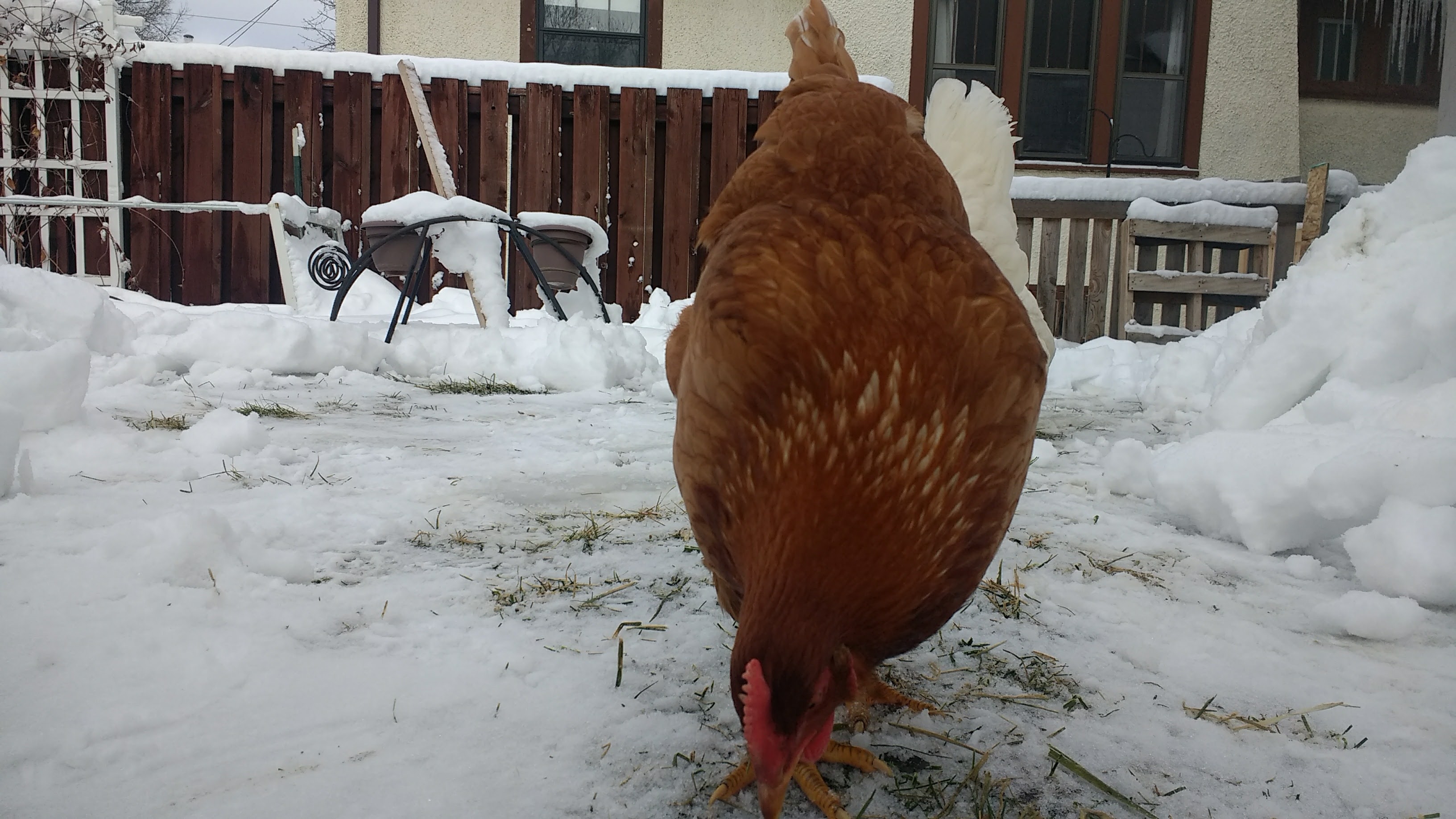 Backyard Chickens: Thrive in Winter : 4 Steps (with Pictures ...