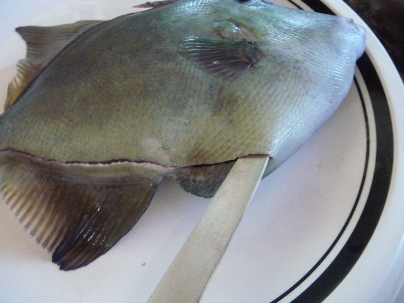 Trigger-Happy Fish Art : 4 Steps (with Pictures) - Instructables