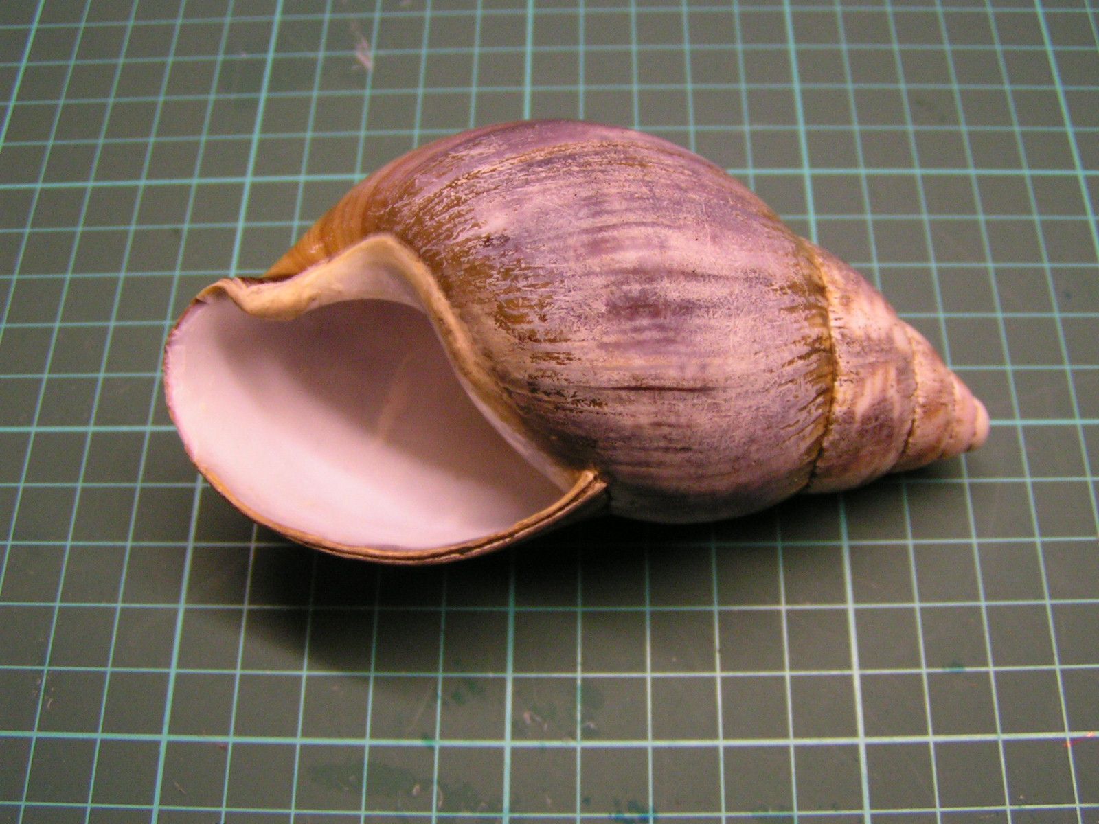 Grow Your Own Musical Instrument - an Environmentally-sustainable Conch ...