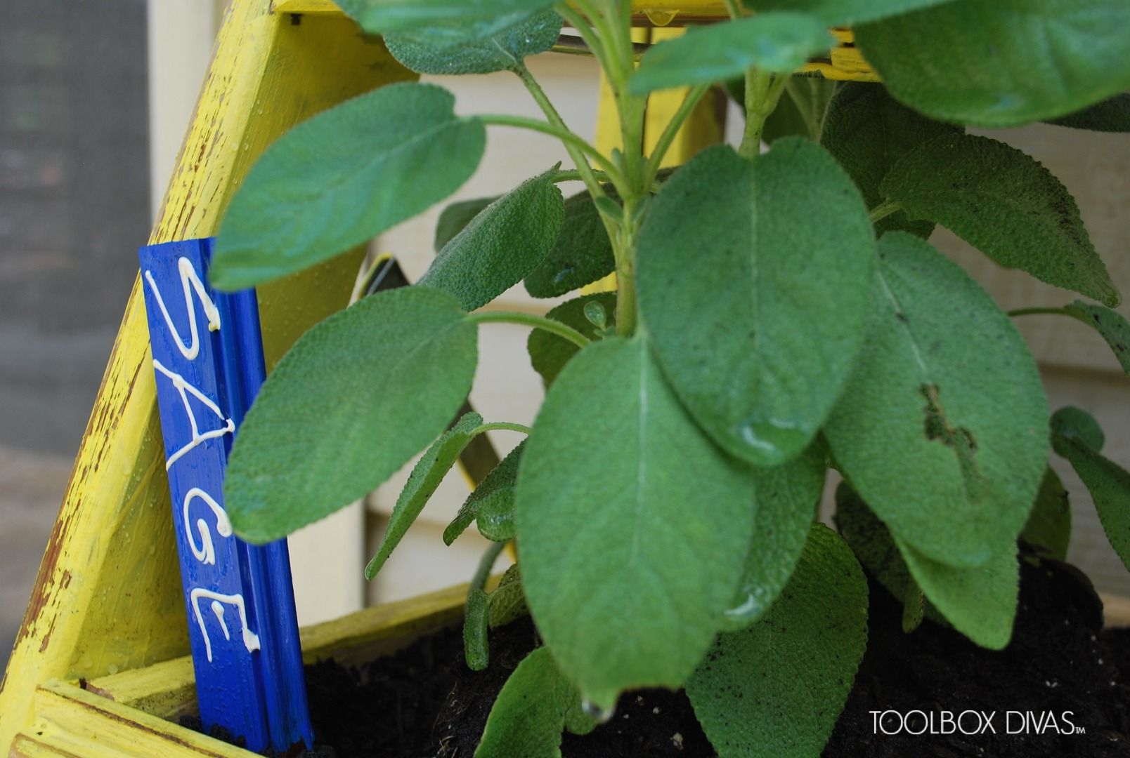 Herb Garden Ladder Planter : 7 Steps (with Pictures) - Instructables