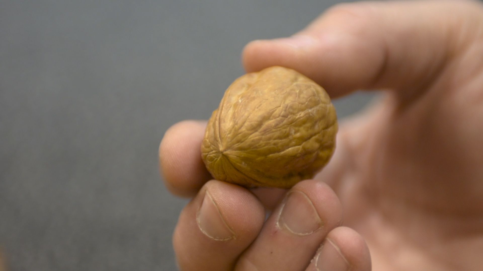 The Making of a Giant Walnut Prop : 12 Steps (with Pictures ...