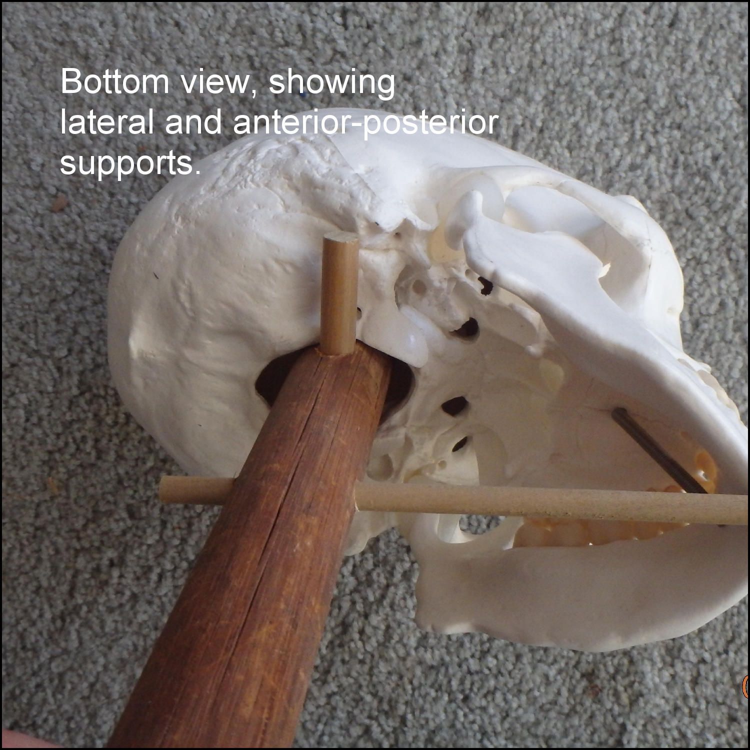 SKULL STAND(S) FOR BUDDING ARTISTS : 7 Steps (with Pictures ...
